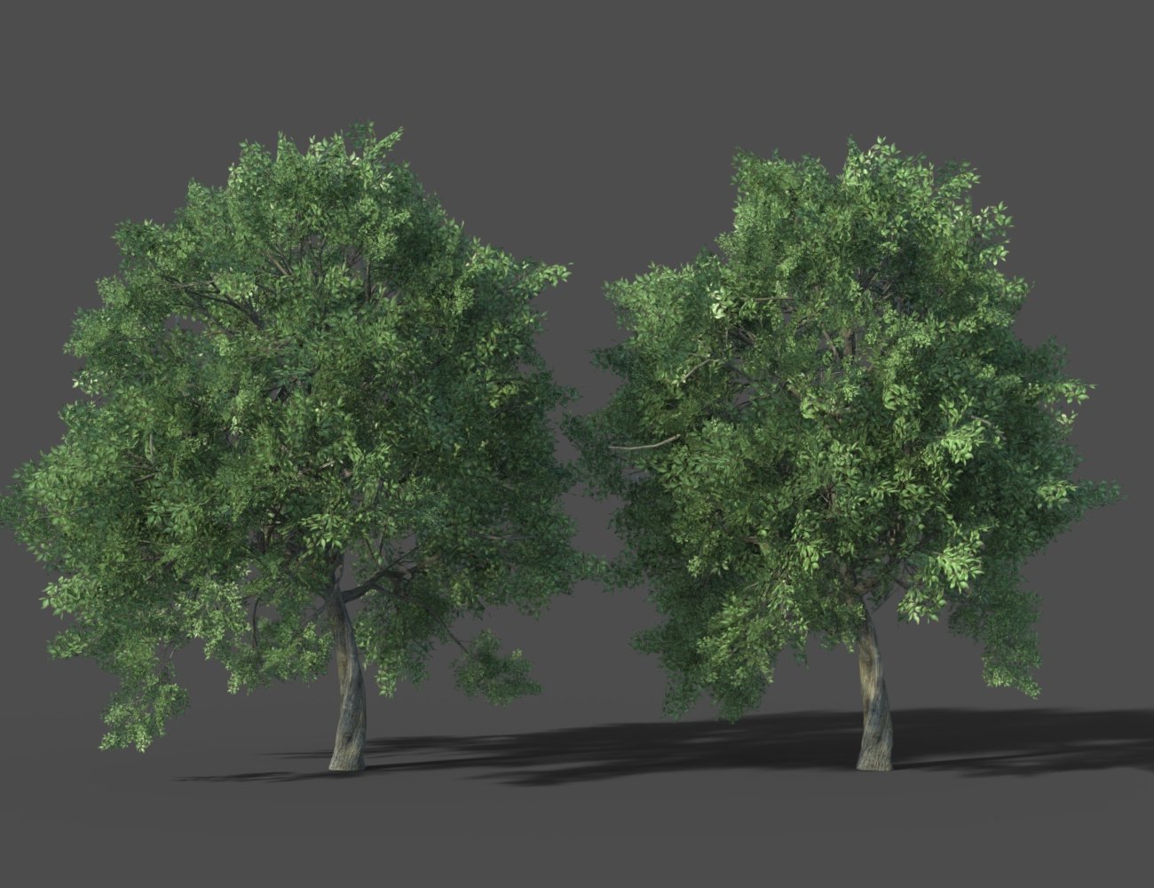 My Special Tree | Daz 3D