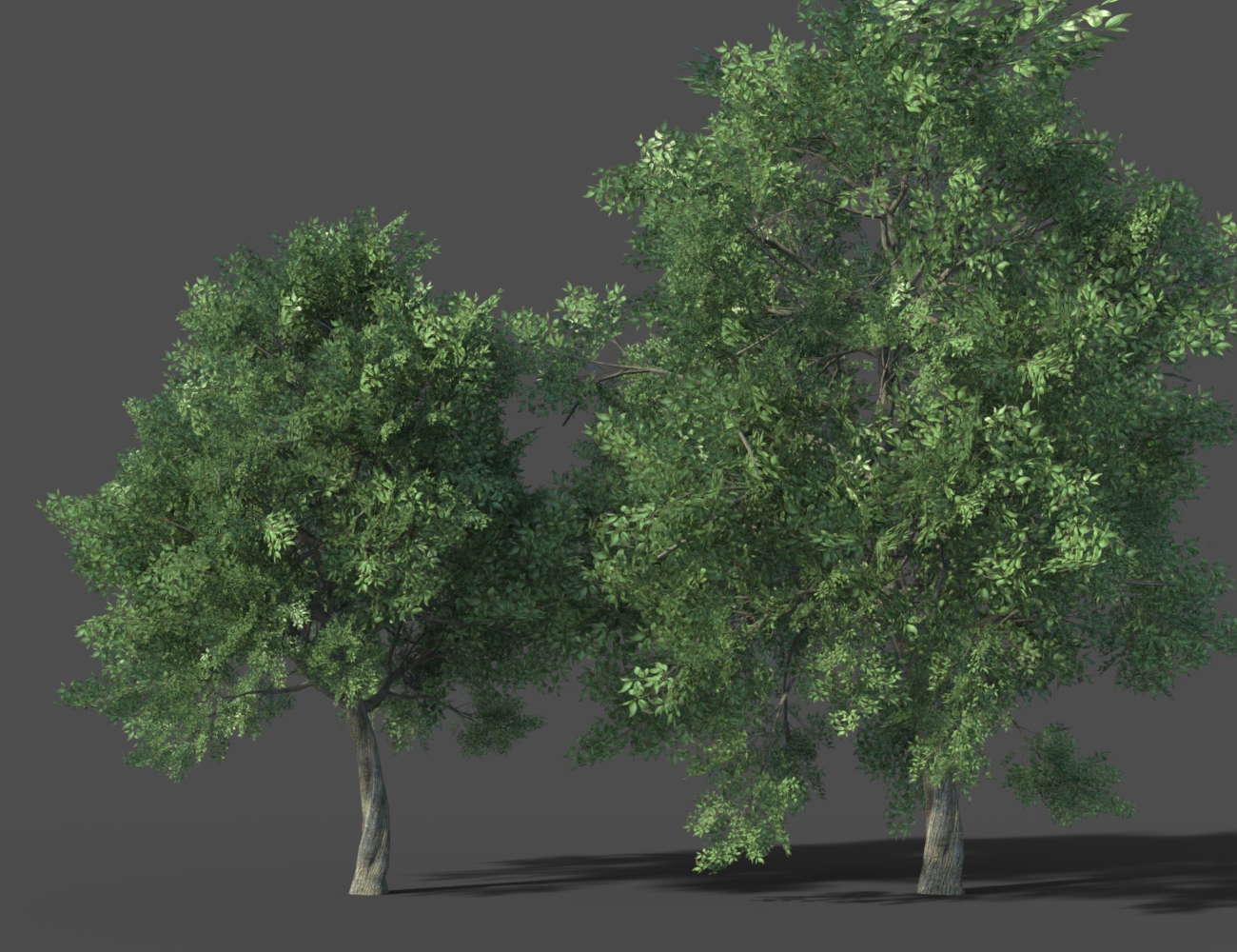 My Special Tree | Daz 3D