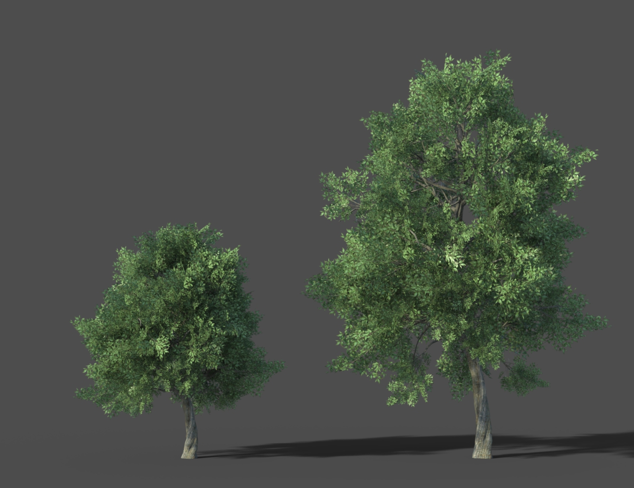 My Special Tree | Daz 3D