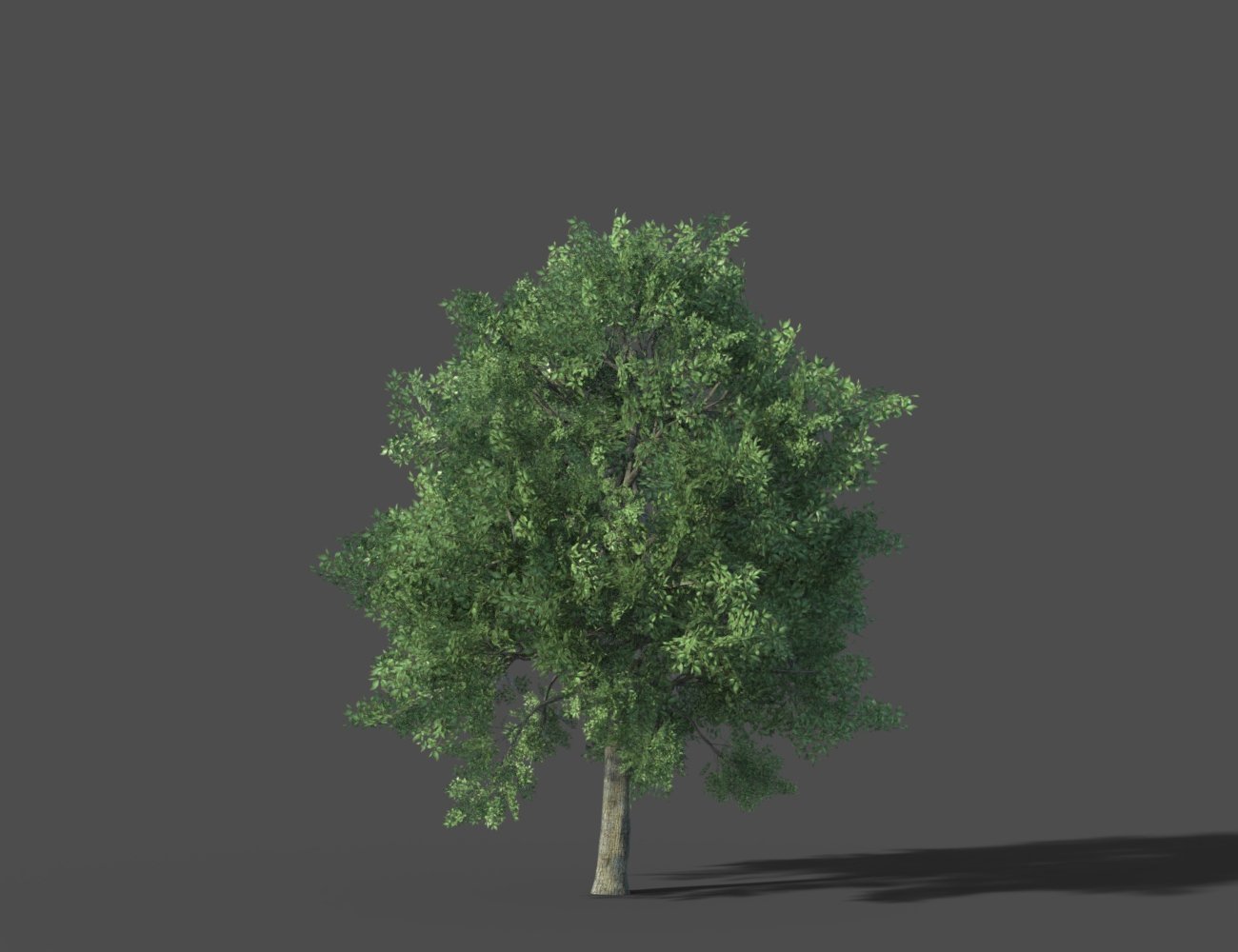 My Special Tree | Daz 3D