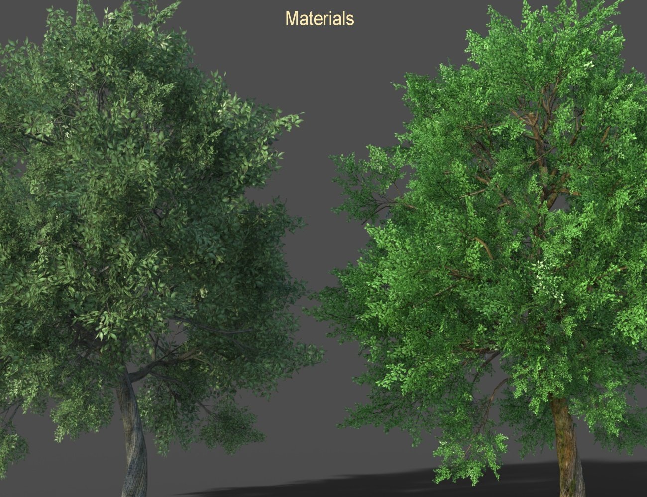 My Special Tree | Daz 3D