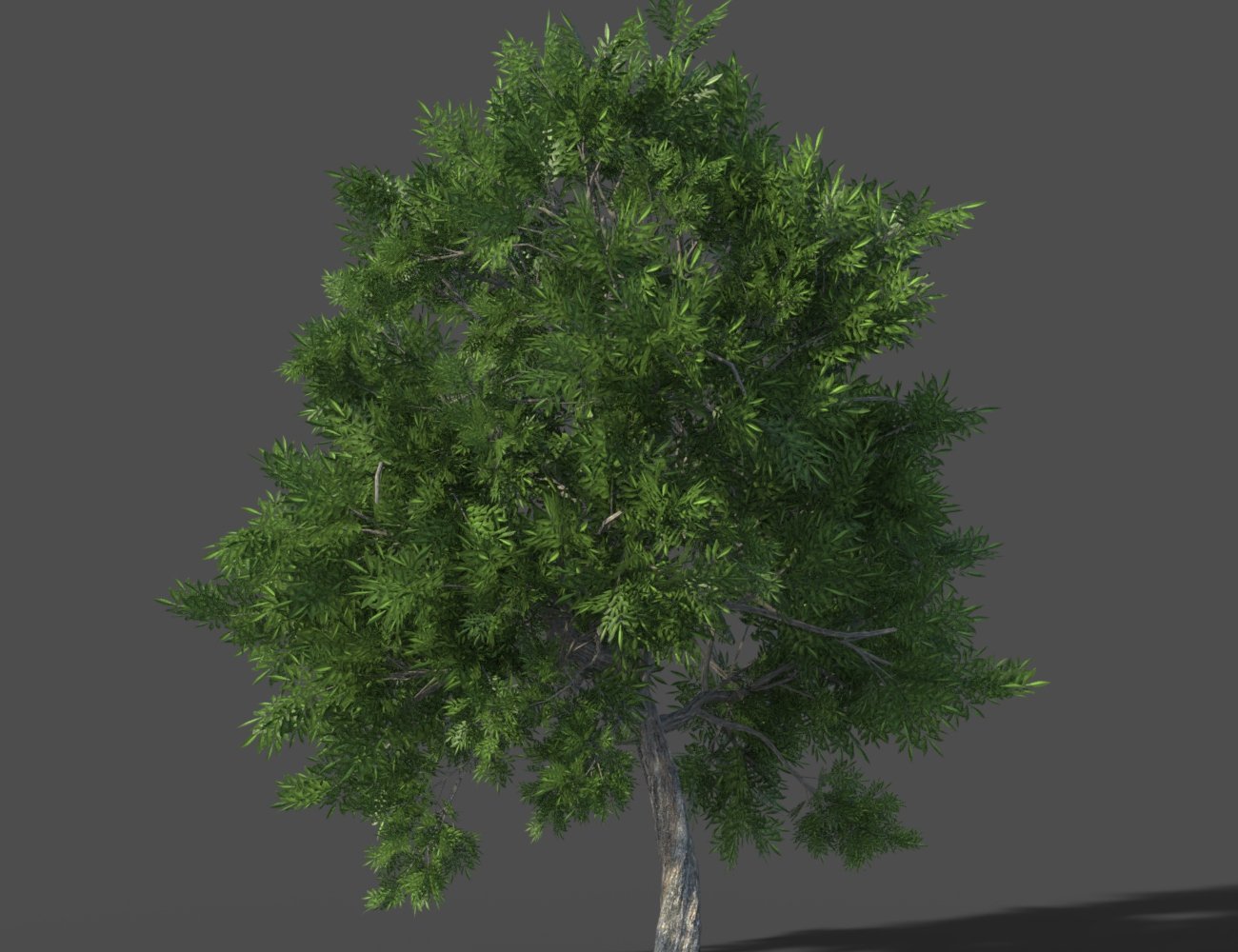 My Special Tree | Daz 3D