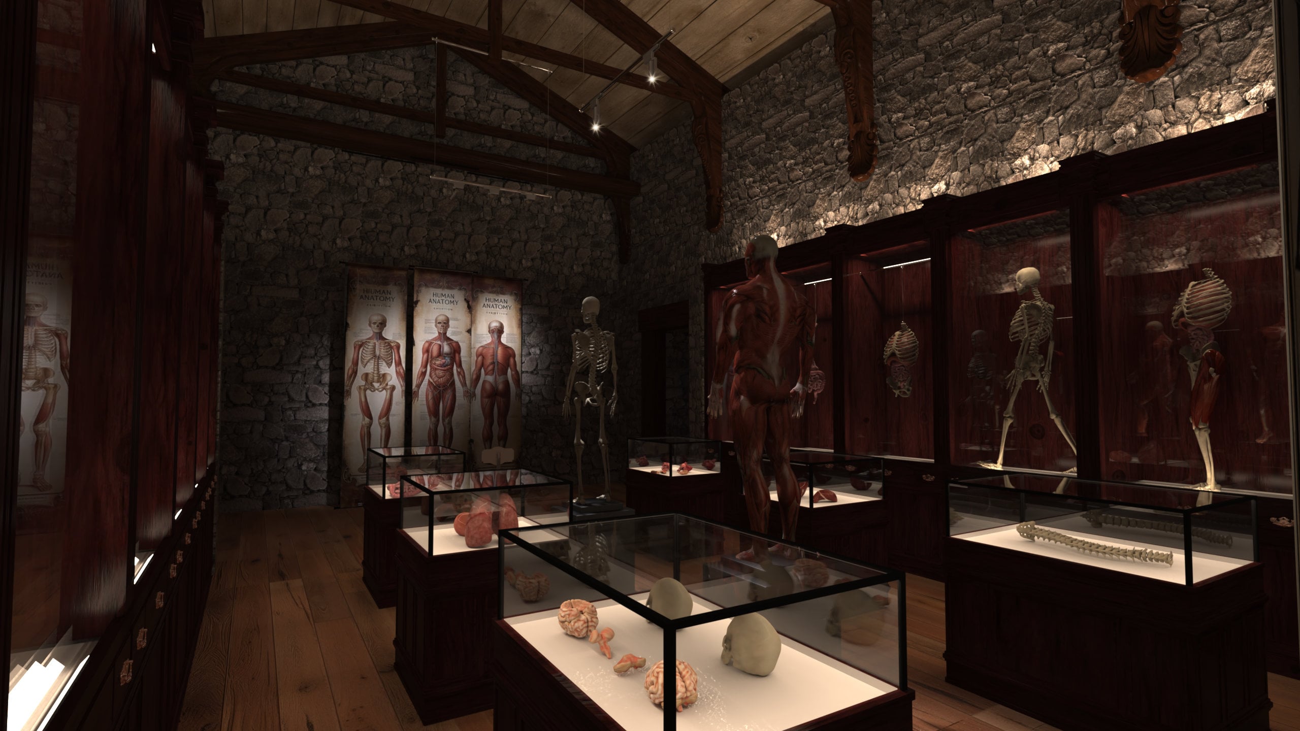 Human Body Exhibit | Daz 3D