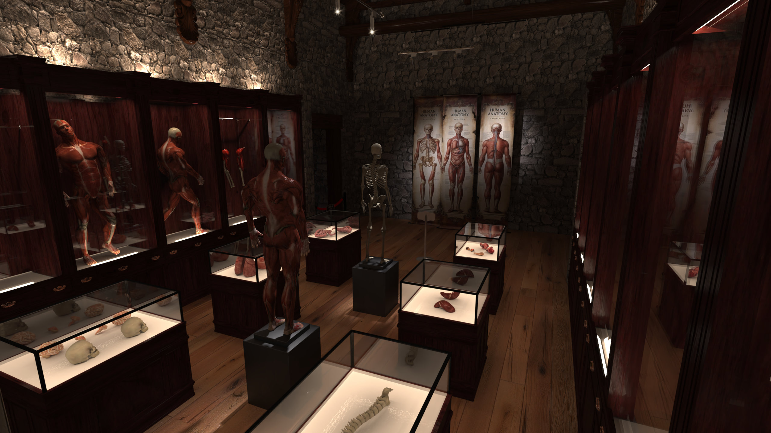 Human Body Exhibit | Daz 3D