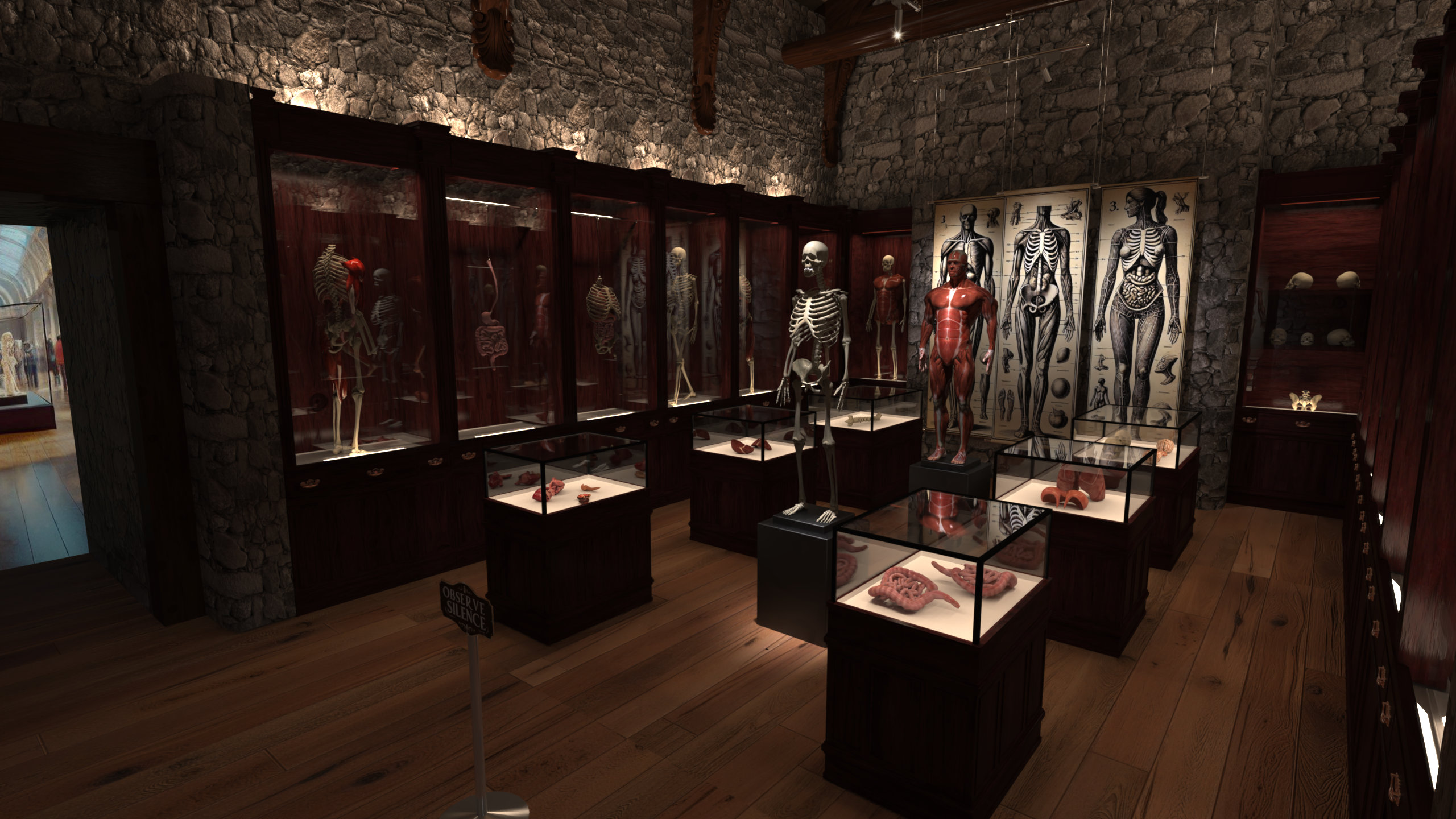 Human Body Exhibit | Daz 3D