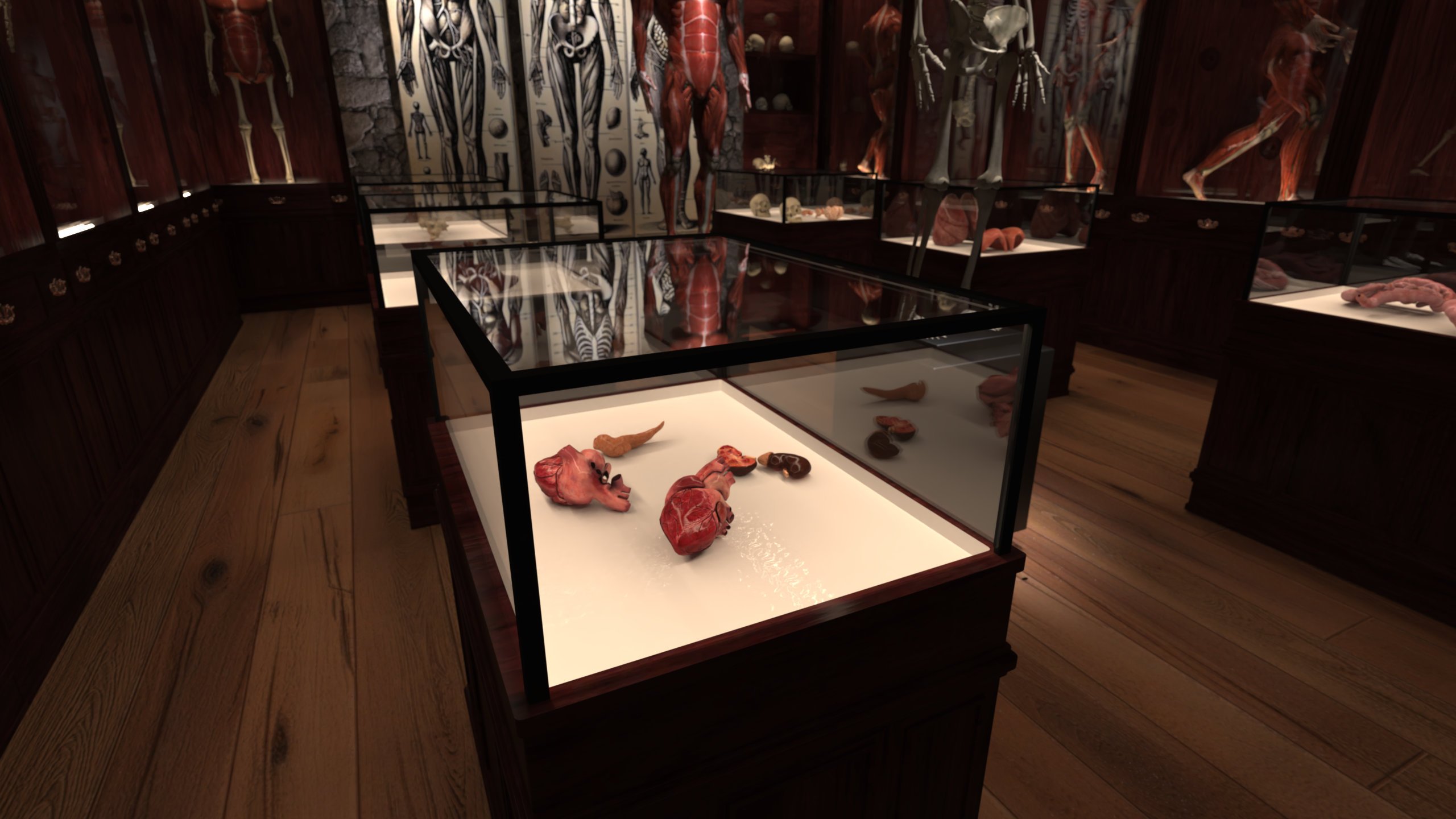 Human Body Exhibit | Daz 3D