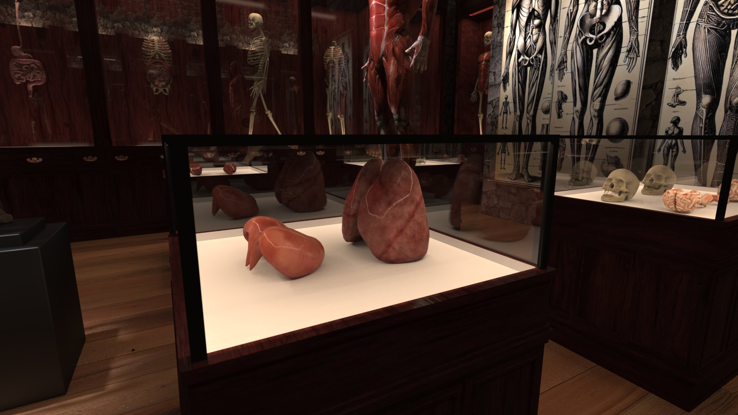 Human Body Exhibit | Daz 3D