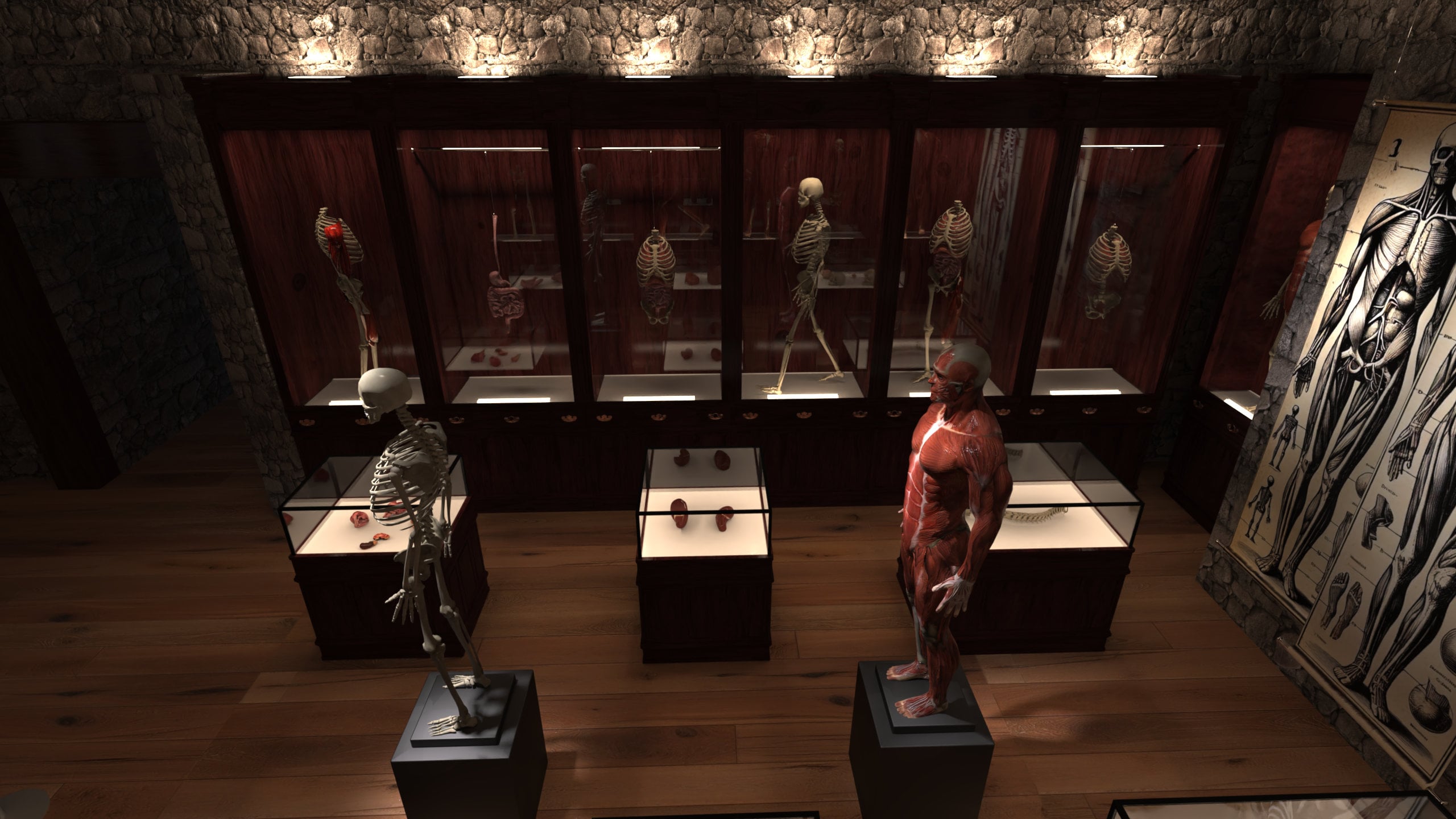 Human Body Exhibit | Daz 3D