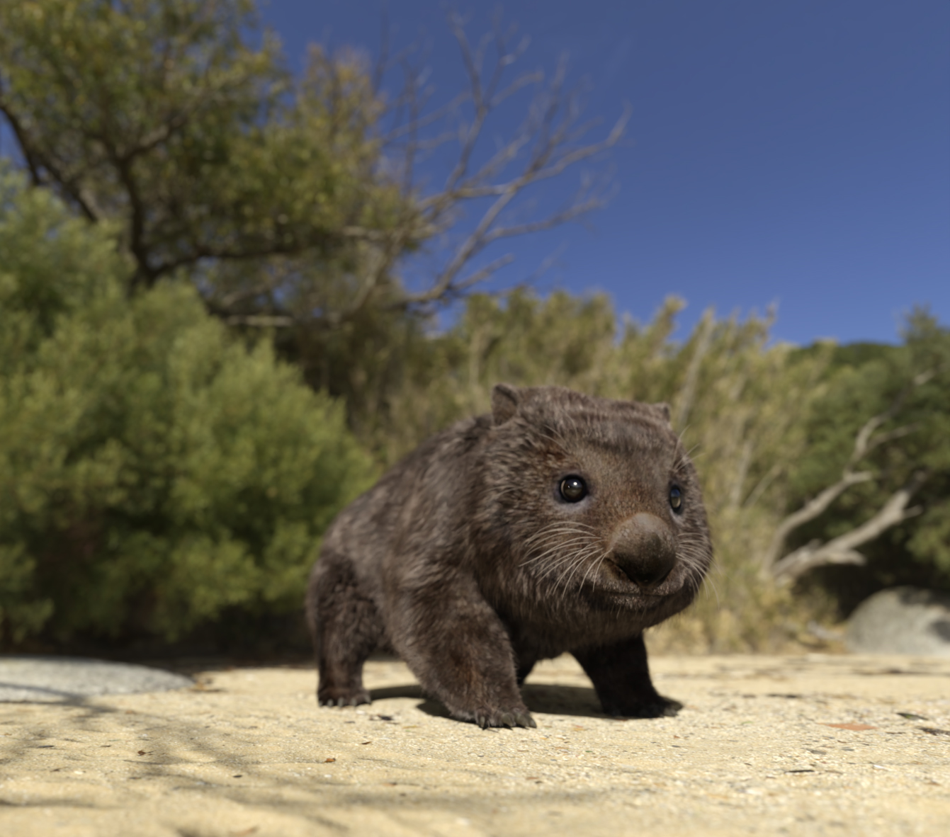Wombat by AM | Daz 3D