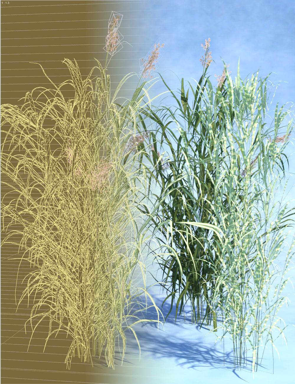 Ornamental Fountain Grasses | Daz 3D