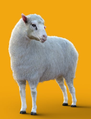 DA Sheep for Daz Horse 3 | Daz 3D