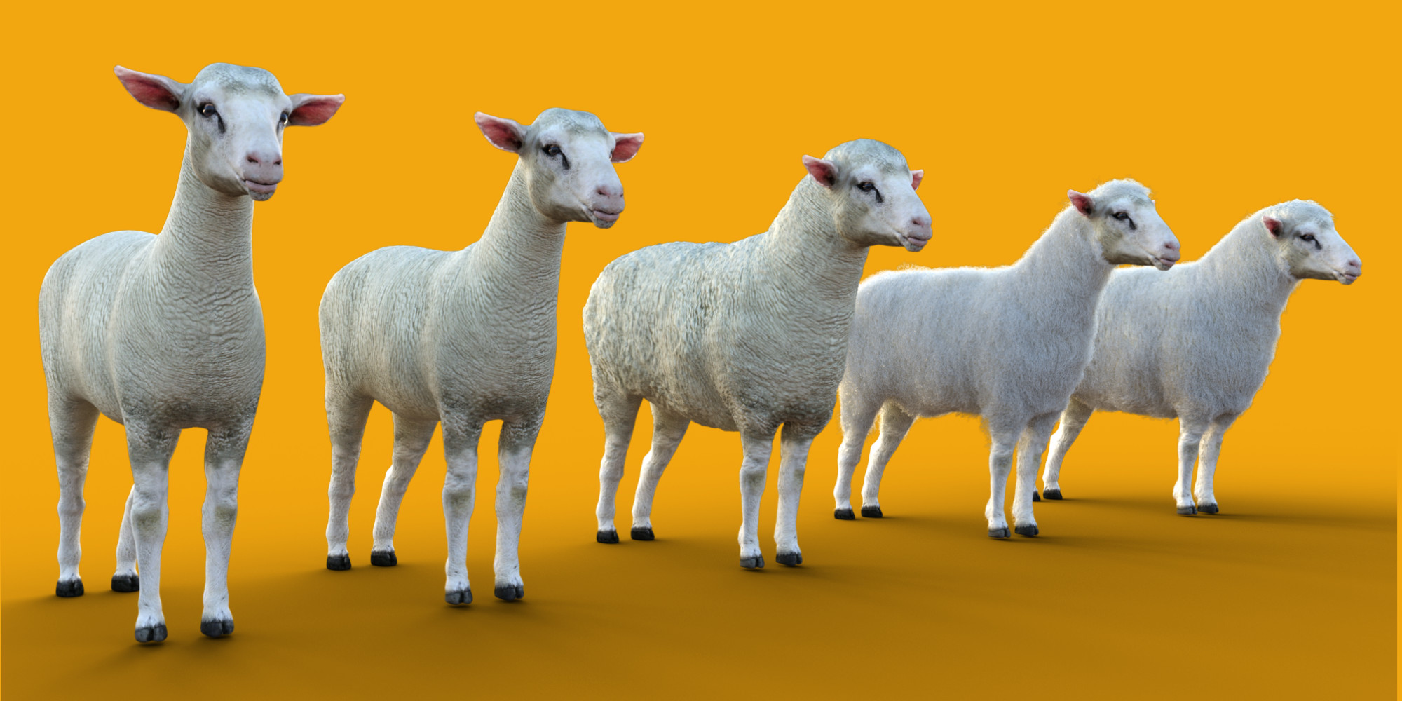 DA Sheep for Daz Horse 3 | Daz 3D