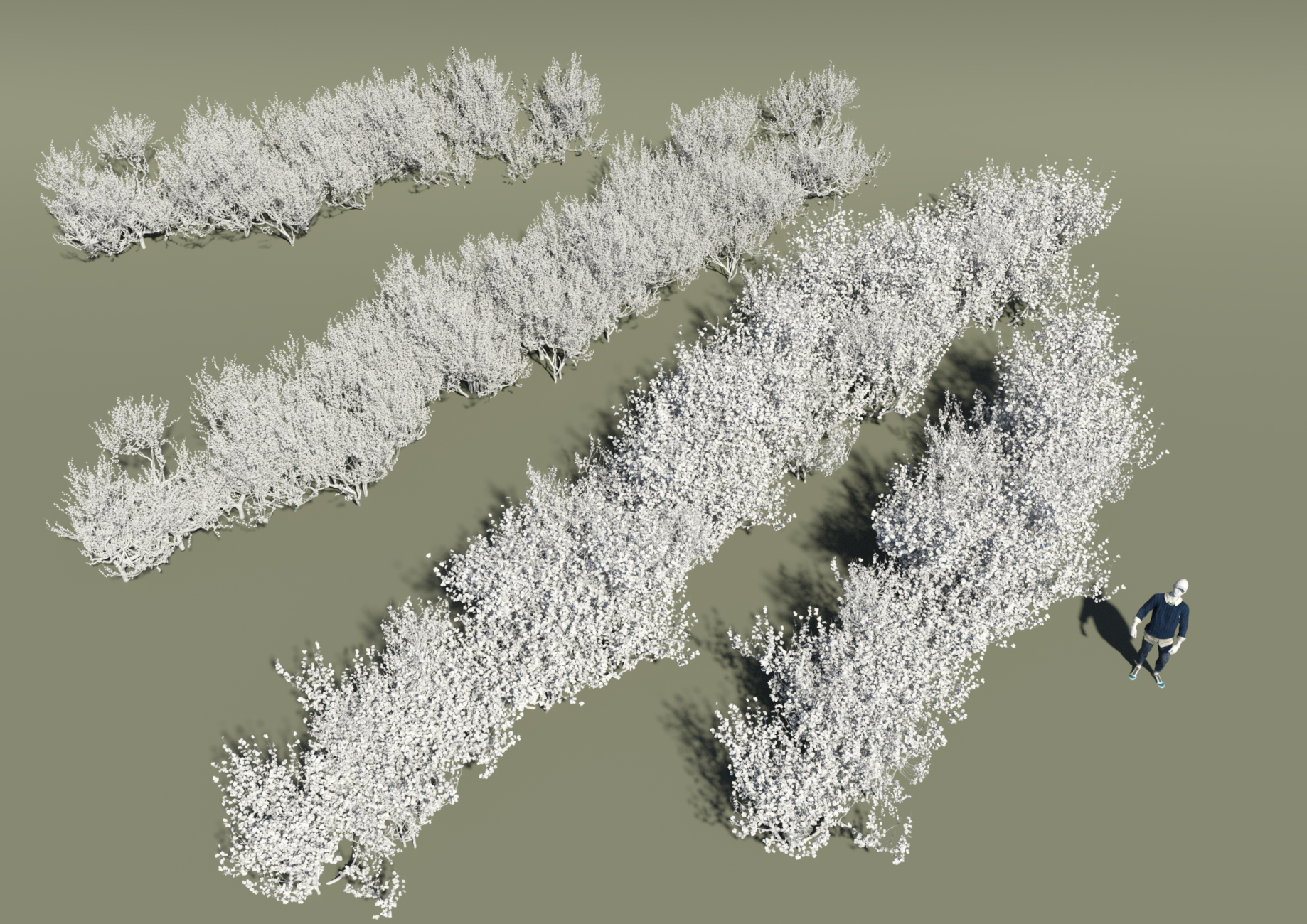 Hedgerow Kit 4 - Blackthorn Flowers and Fruits | Daz 3D