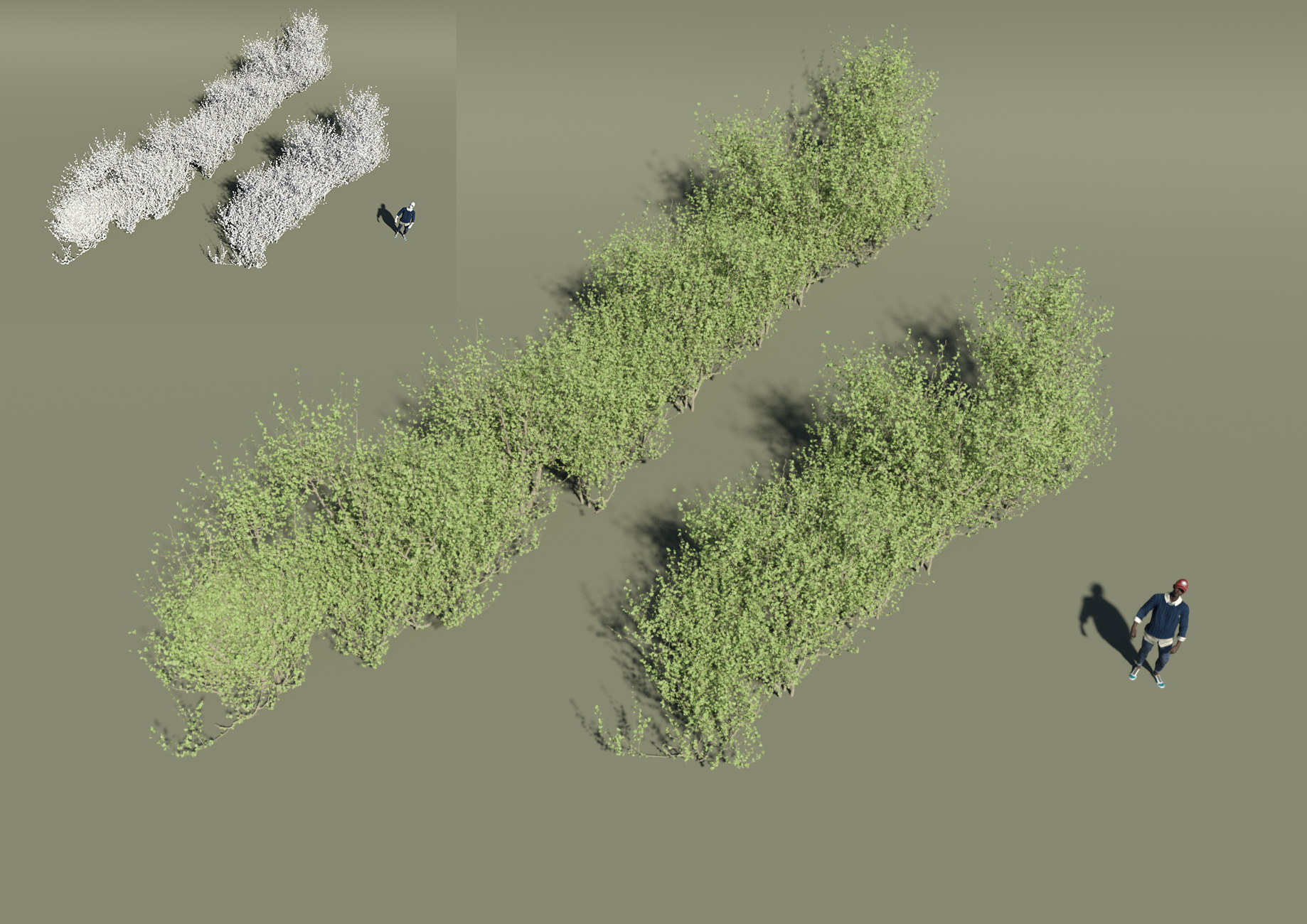 Hedgerow Kit 4 - Blackthorn Flowers and Fruits | Daz 3D
