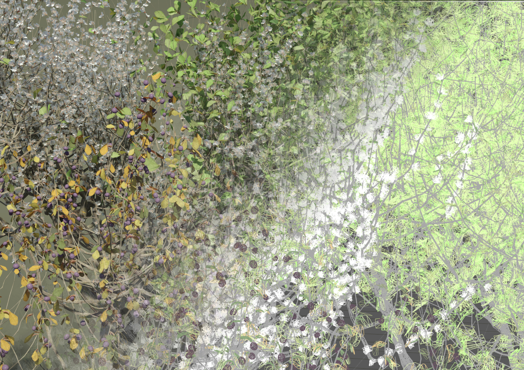 Hedgerow Kit 4 - Blackthorn Flowers and Fruits | Daz 3D