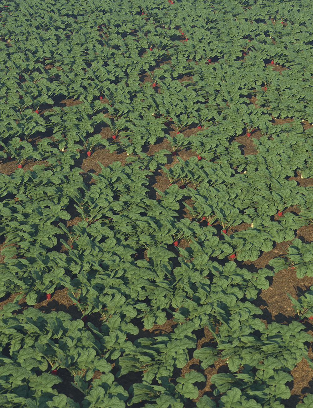 Veg Patch - Radish | Daz 3D