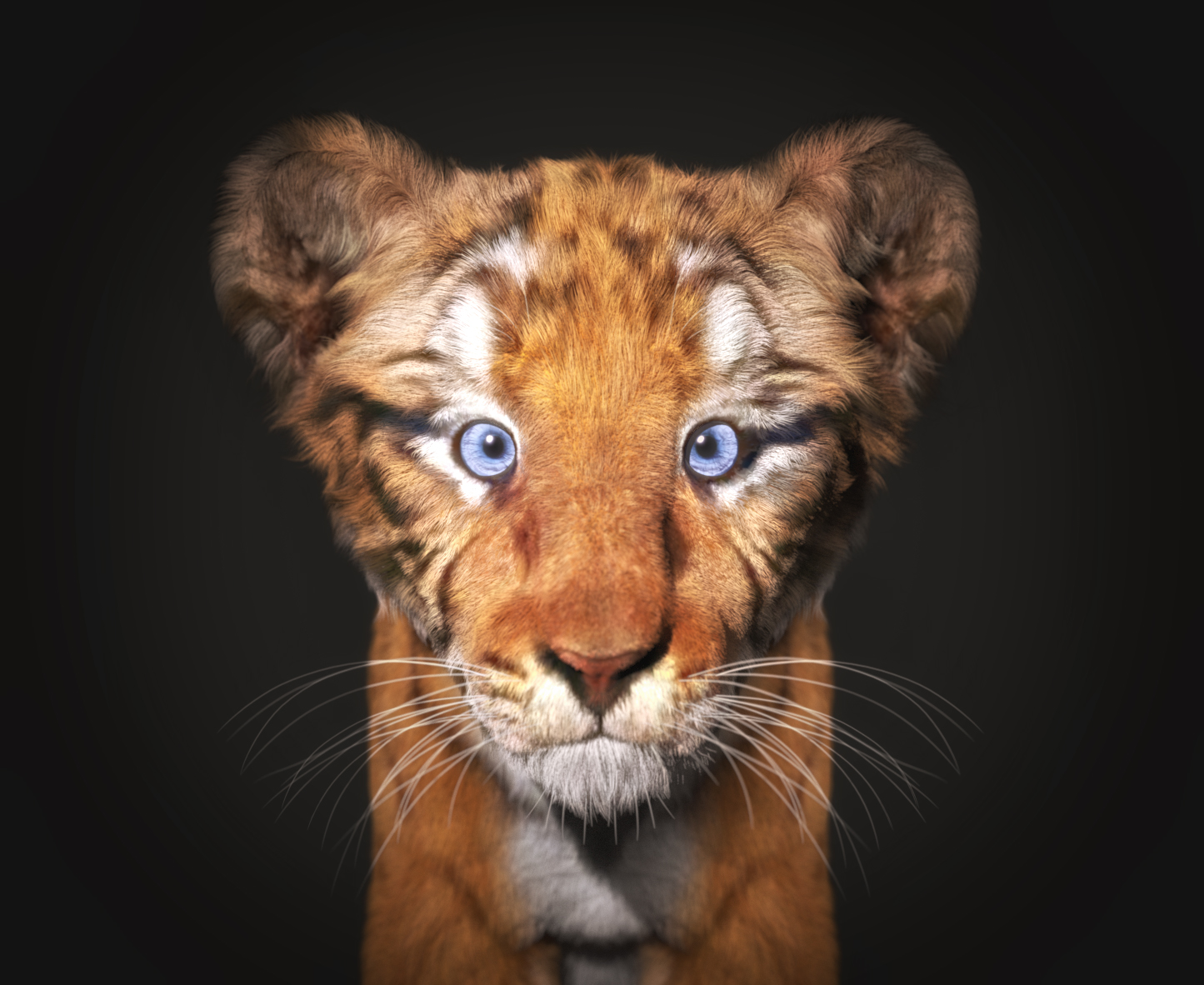 Felidae by AM - Rajah the Tiger Cub | Daz 3D