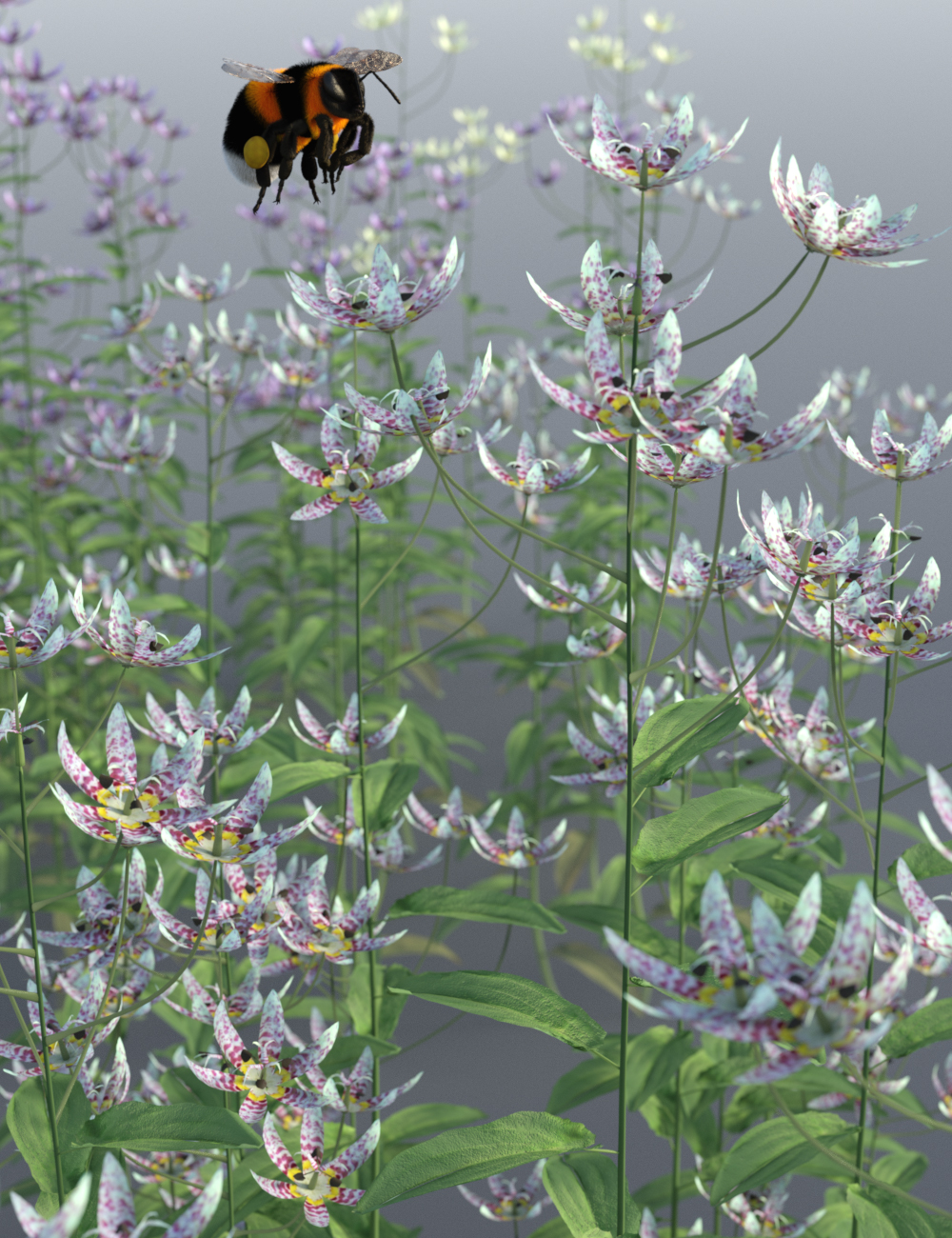 Cottage Garden Flowers - Toad Lily | Daz 3D