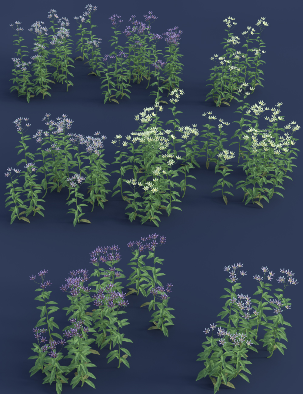 Cottage Garden Flowers - Toad Lily | Daz 3D