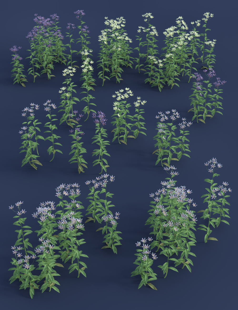 Cottage Garden Flowers - Toad Lily | Daz 3D