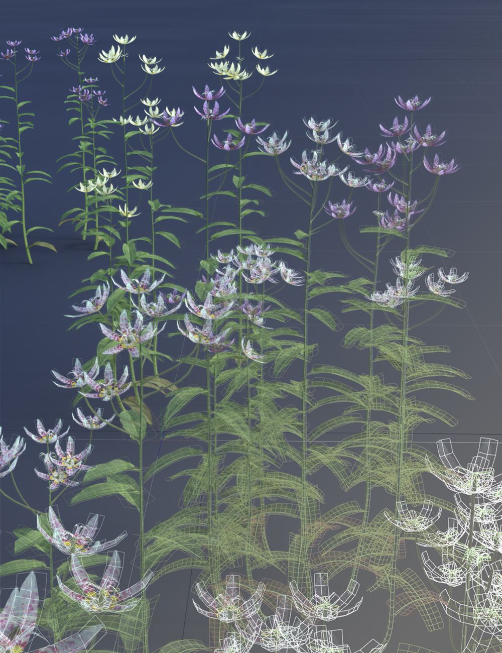 Cottage Garden Flowers - Toad Lily | Daz 3D