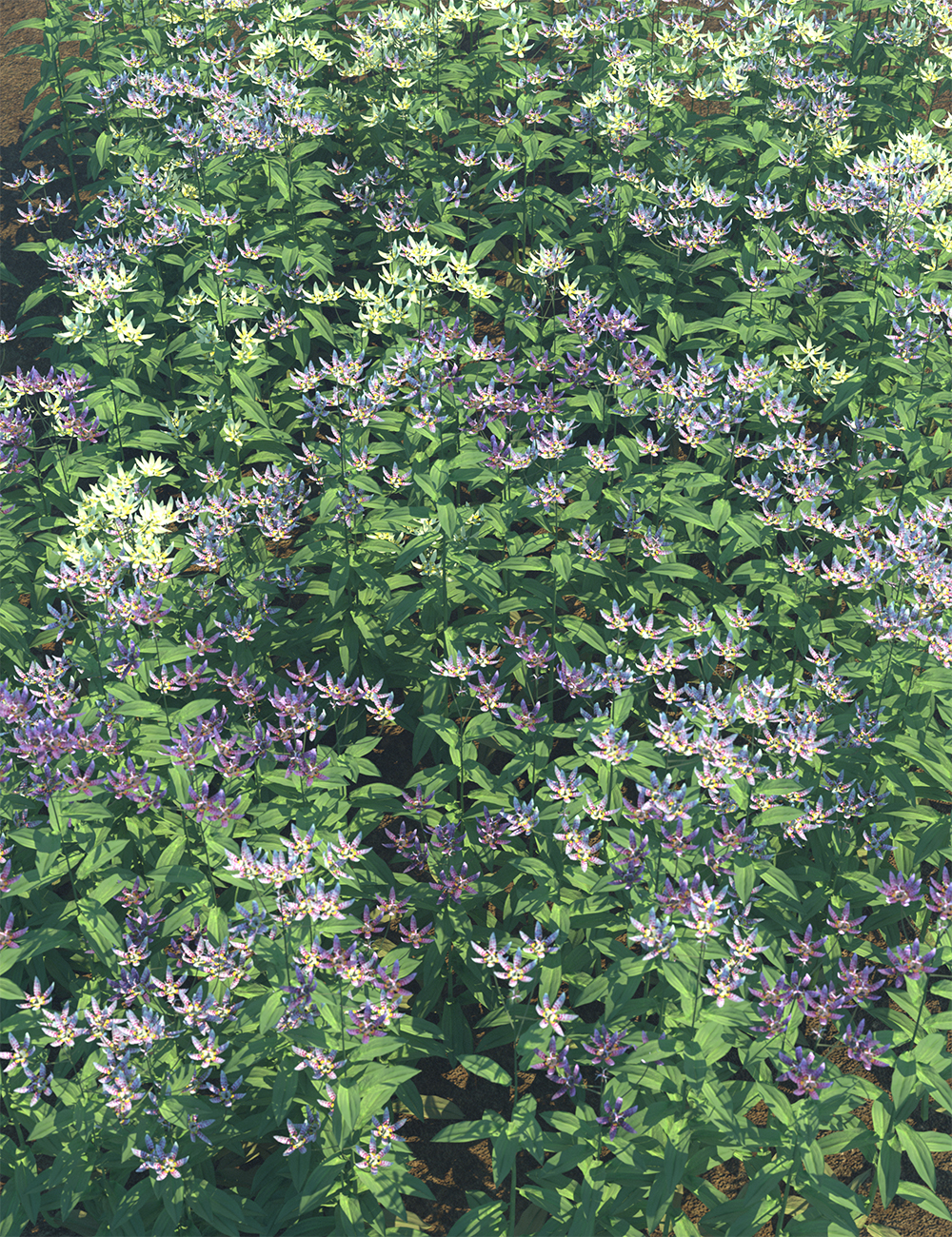 Cottage Garden Flowers - Toad Lily | Daz 3D