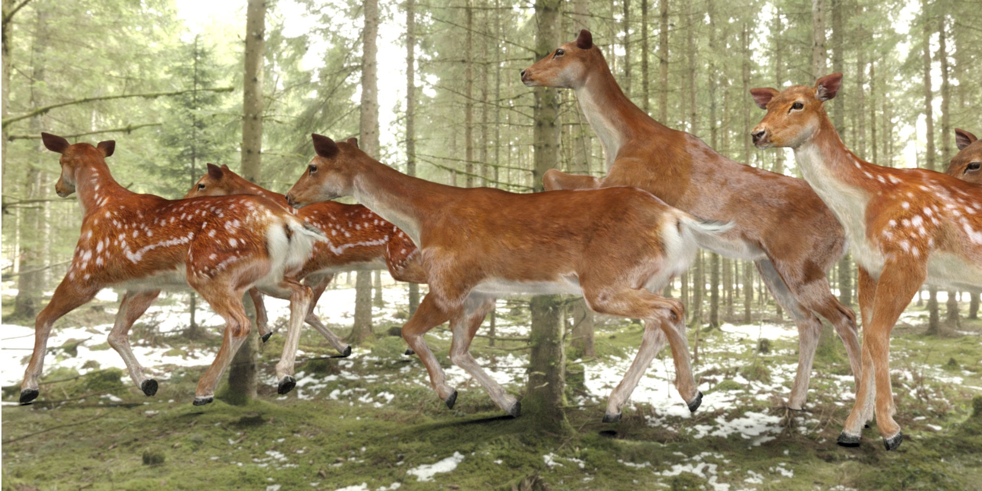Deer for Daz Horse 3 | Daz 3D