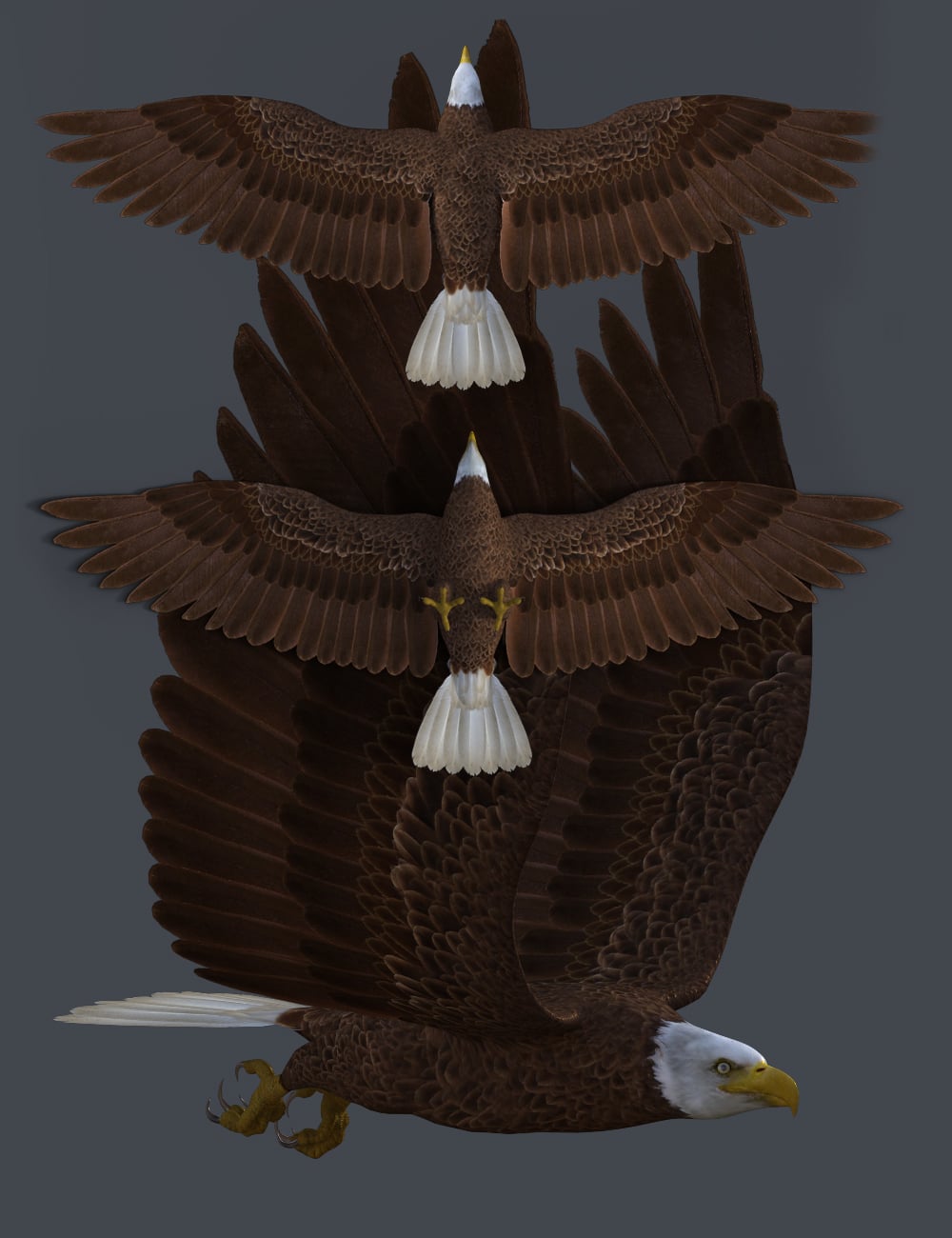 DS Flock Birds | Daz 3D