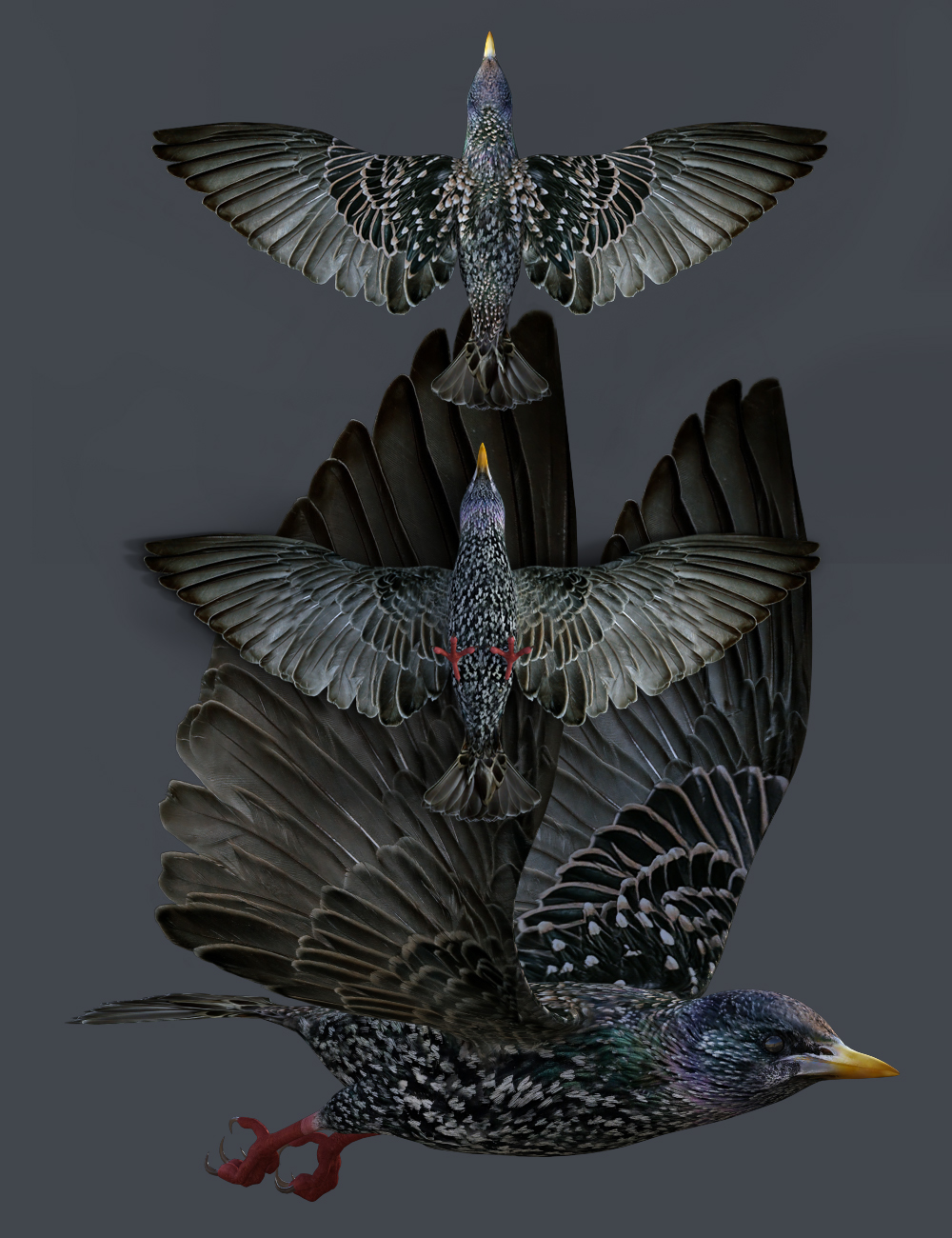 DS Flock Birds | Daz 3D
