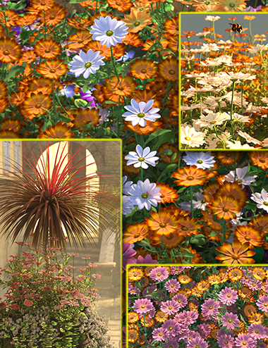 Cottage Garden Flowers - Cape Daisy | Daz 3D
