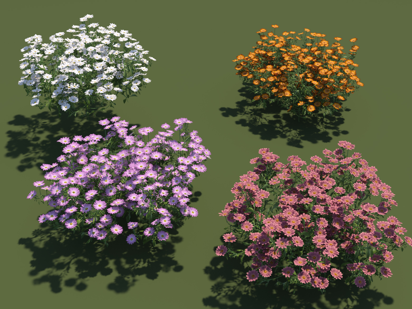 Cottage Garden Flowers - Cape Daisy | Daz 3D