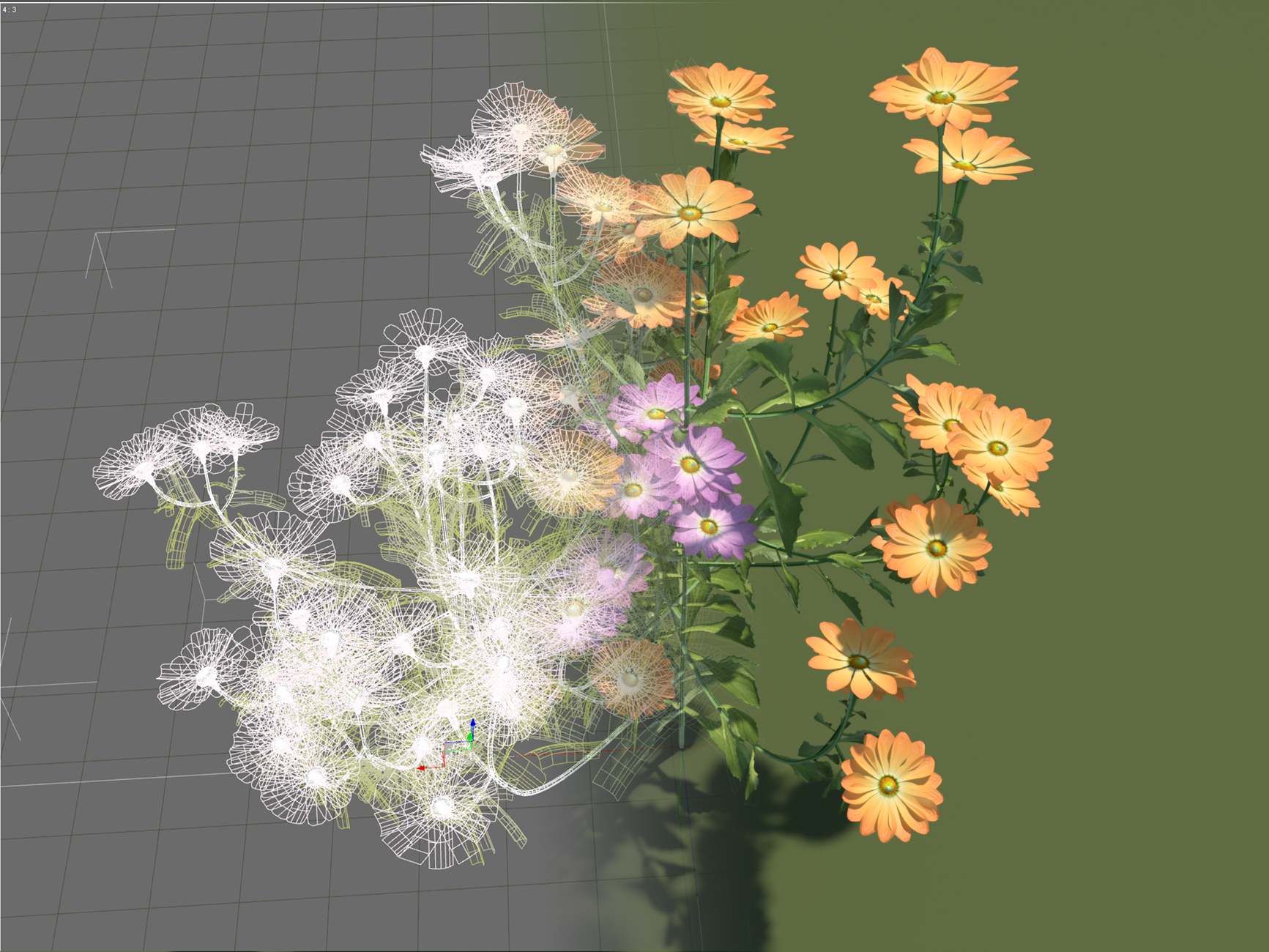 Cottage Garden Flowers - Cape Daisy | Daz 3D