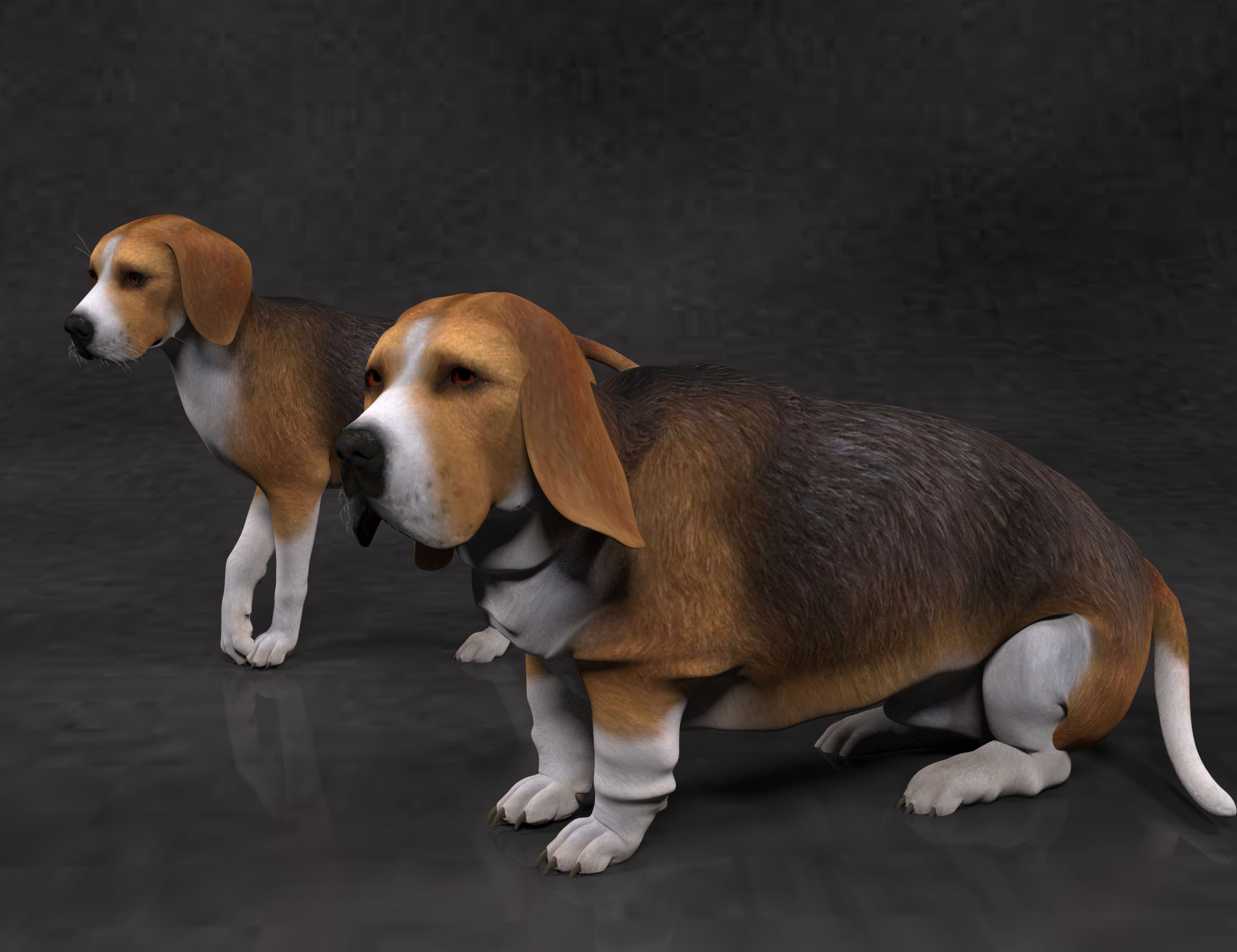 Phenotypes for Dog 8 | Daz 3D