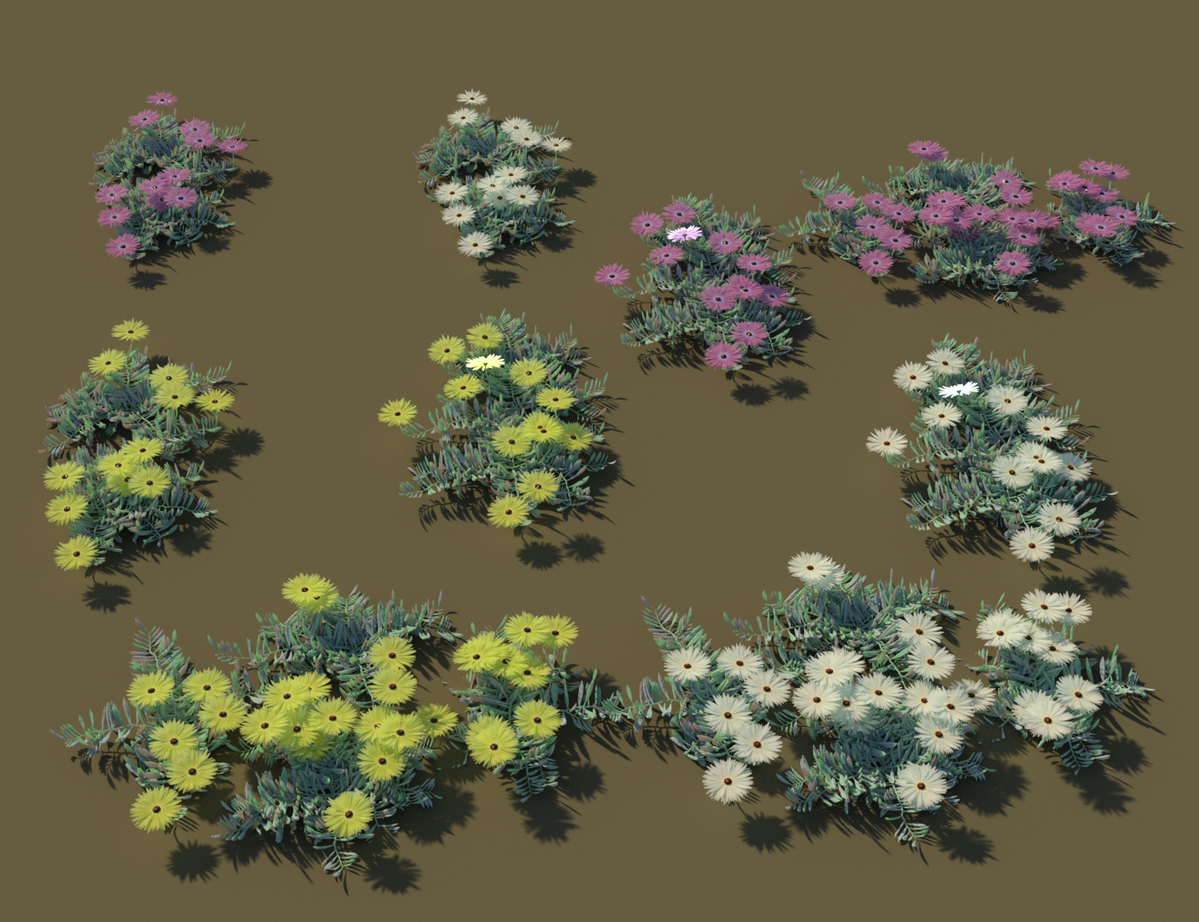 Livingstone Daisy - Garden Flowers | Daz 3D
