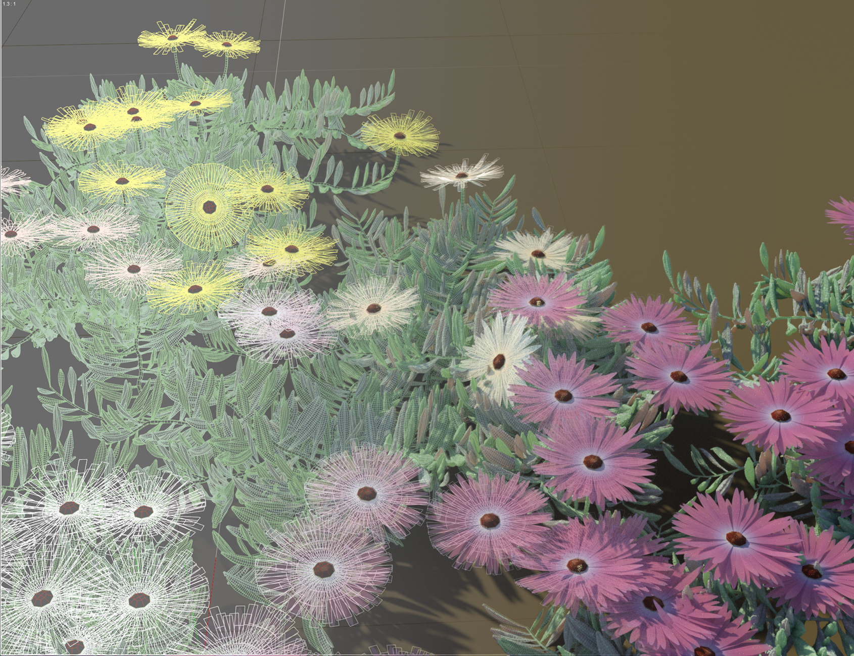 Livingstone Daisy - Garden Flowers | Daz 3D