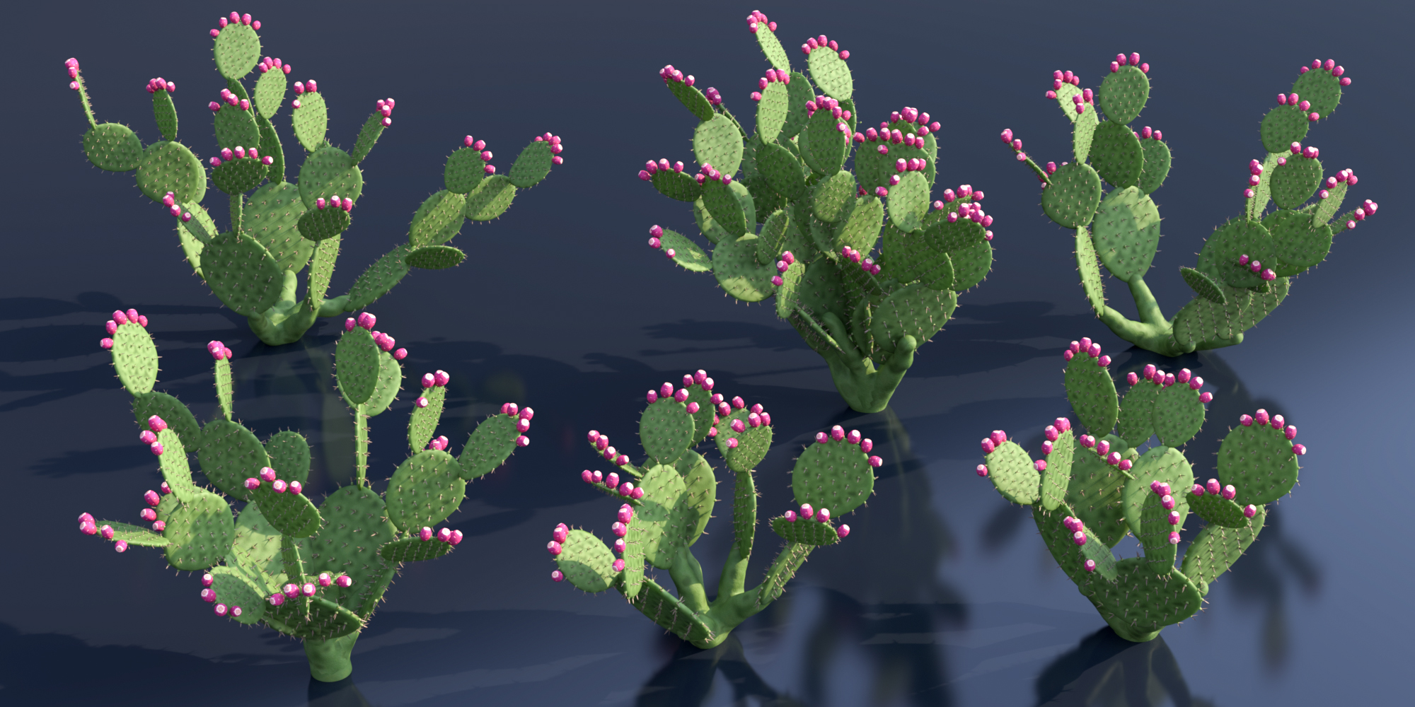Predatron Desert Plants Bundle | Daz 3D