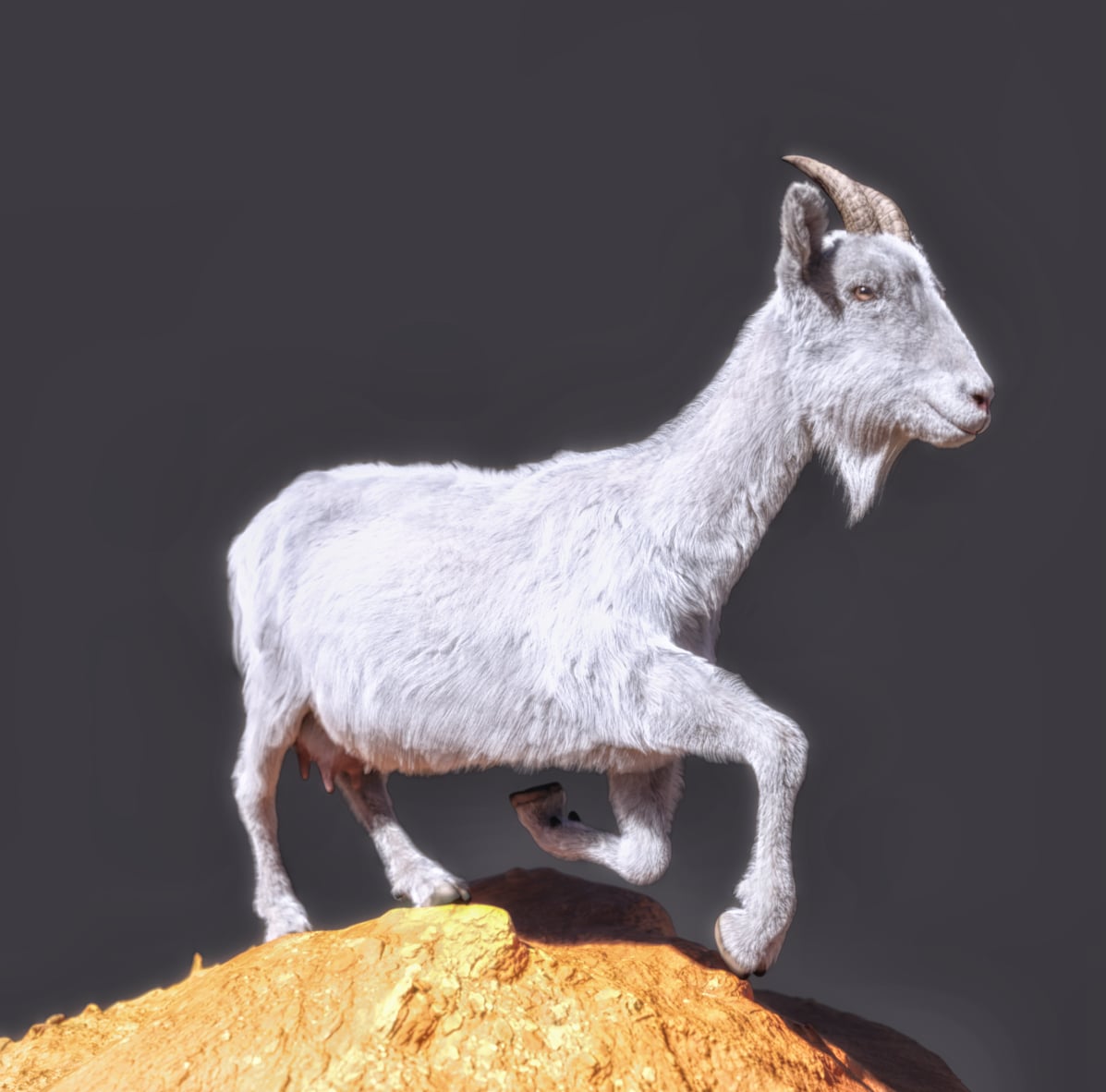 Goat by AM Bundle | Daz 3D