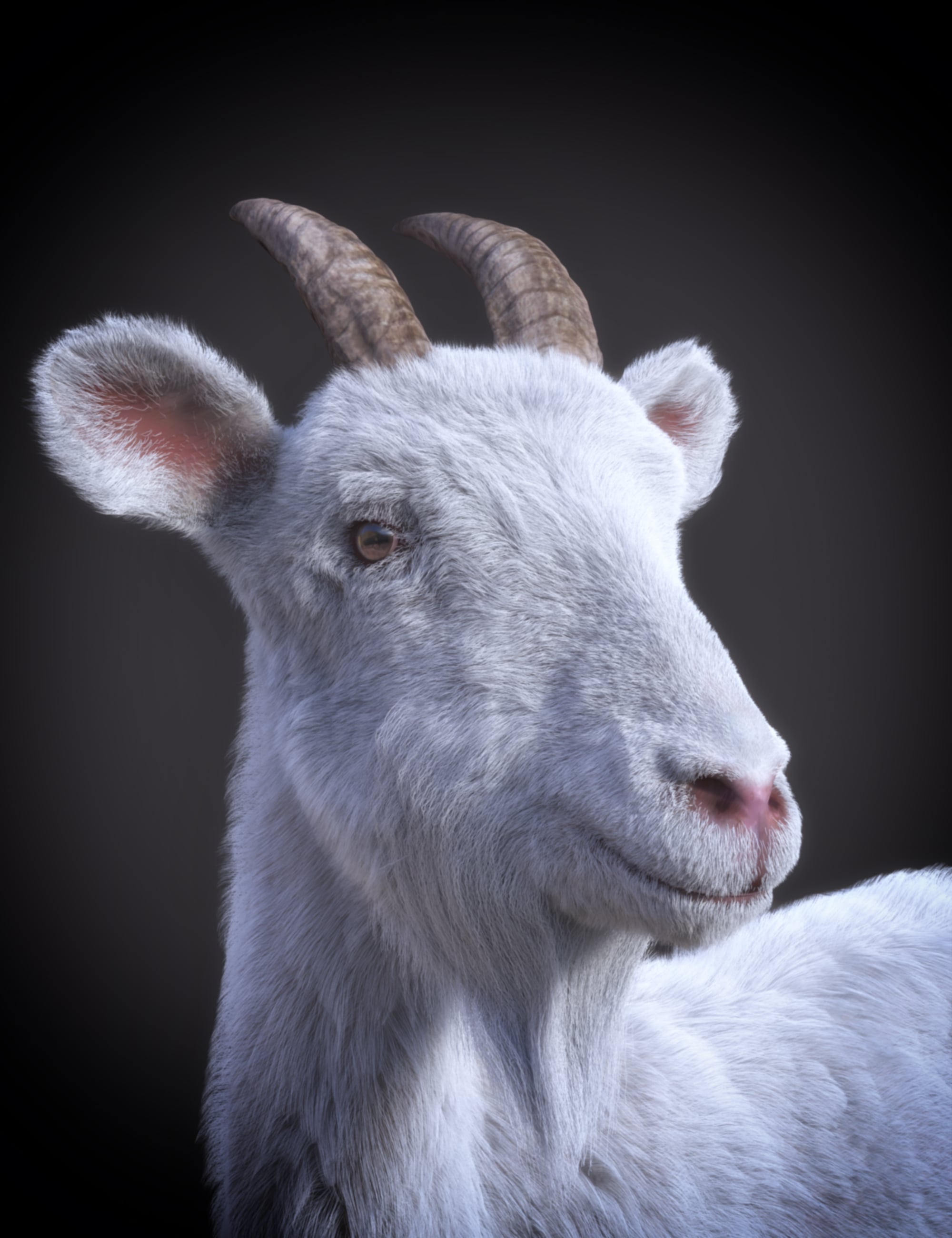 Goat by AM Bundle | Daz 3D