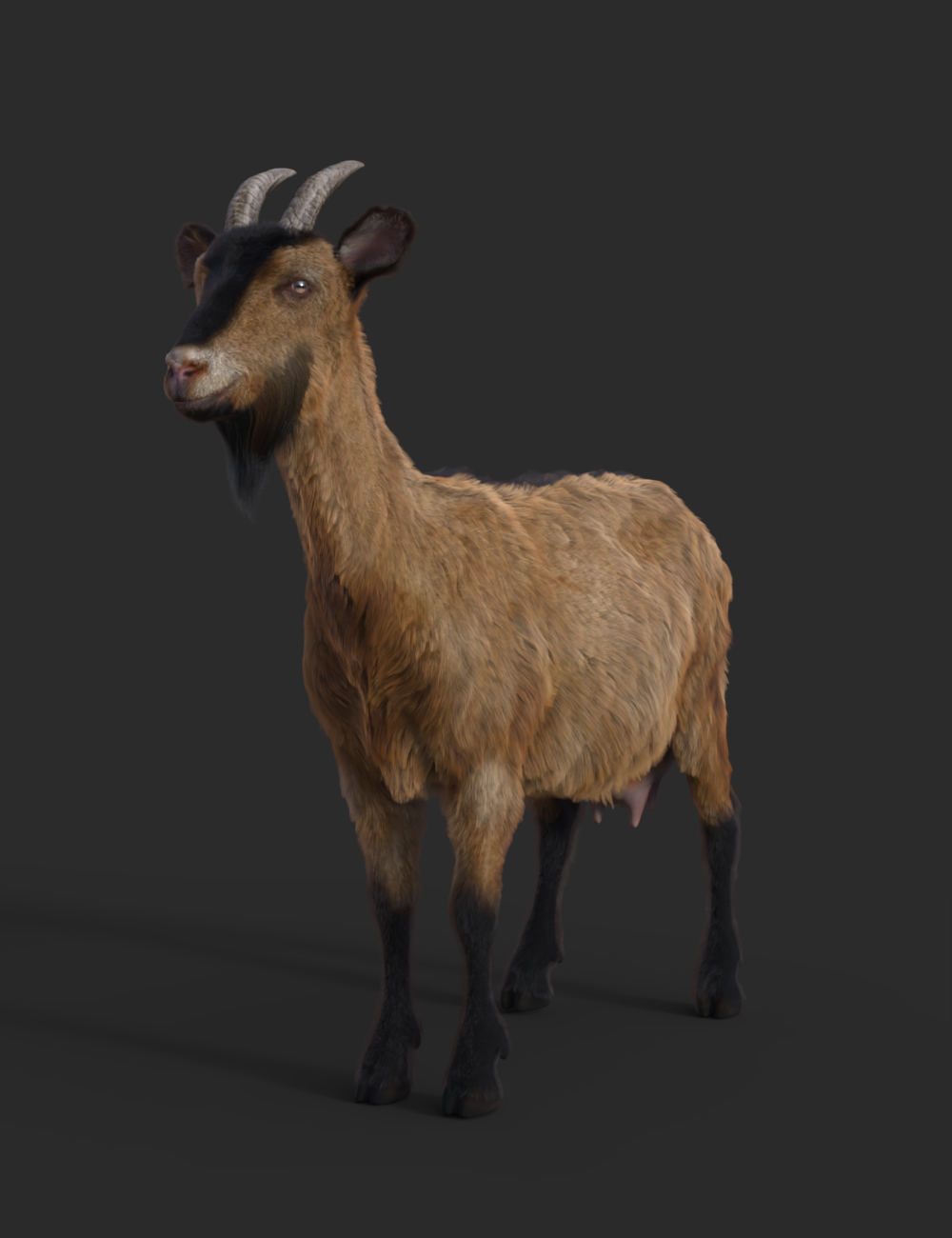 Goat by AM Bundle | Daz 3D