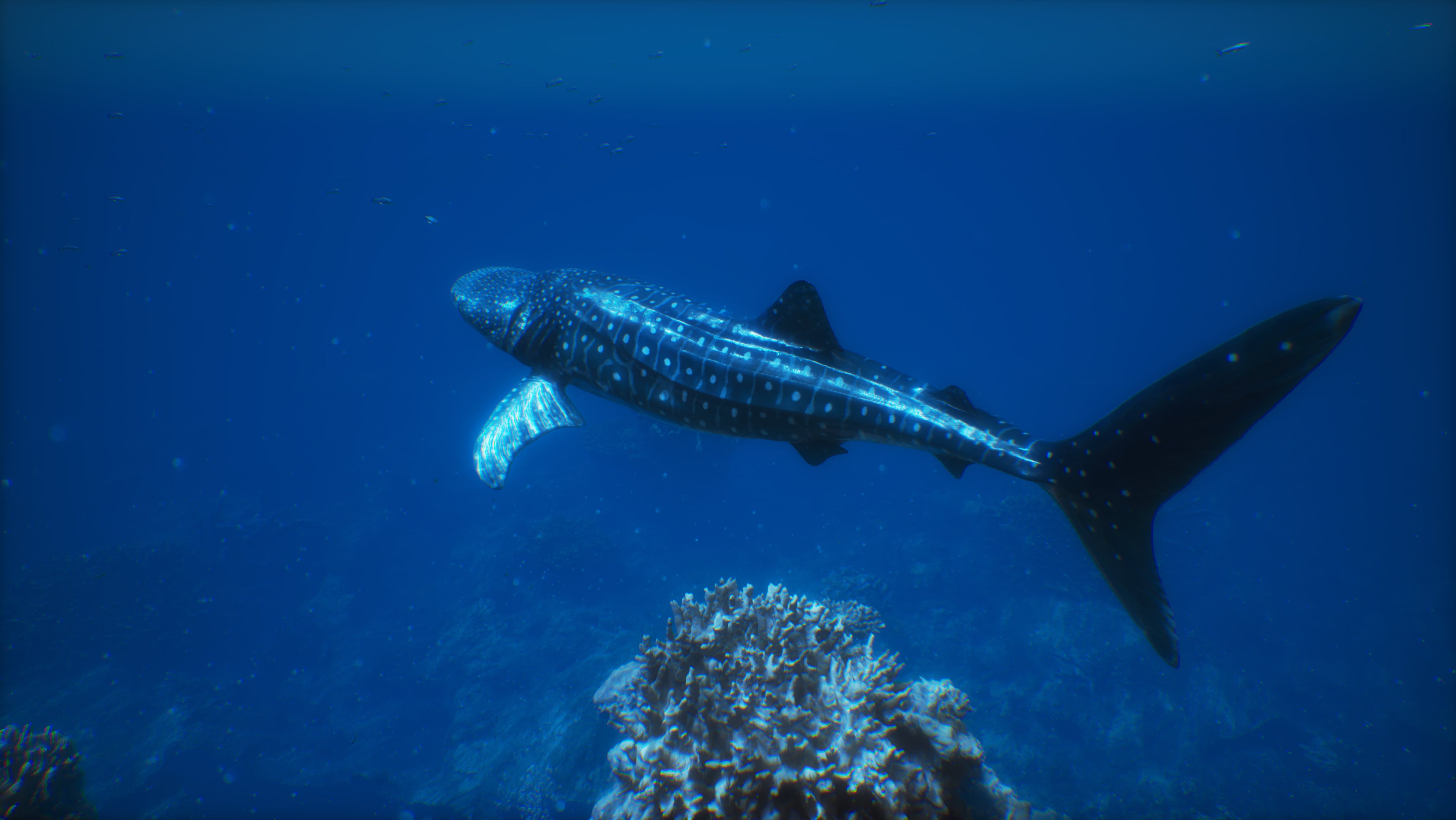 Whale Shark by AM ⋆ Freebies Daz 3D