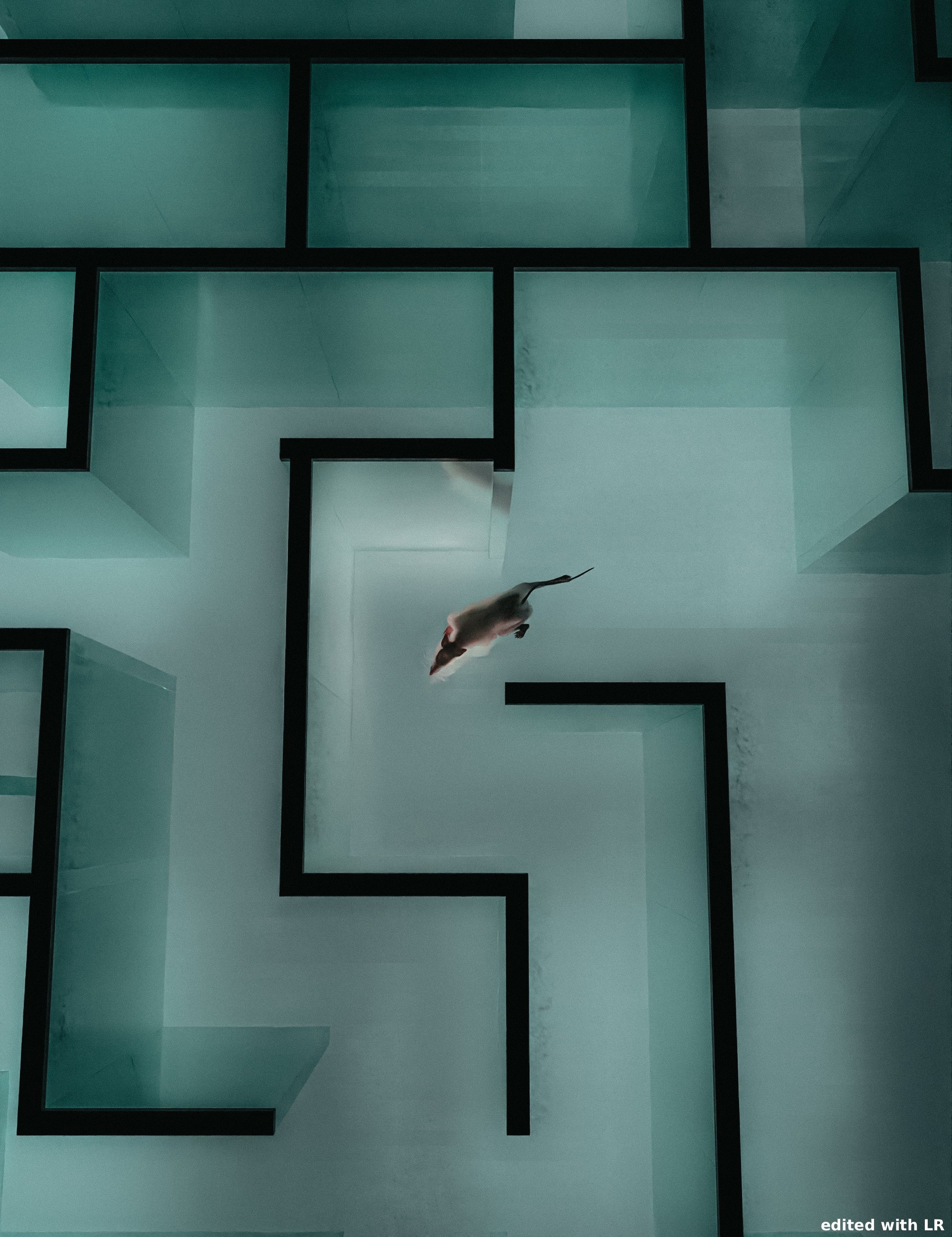 HT The Mouse Labyrinth | Daz 3D