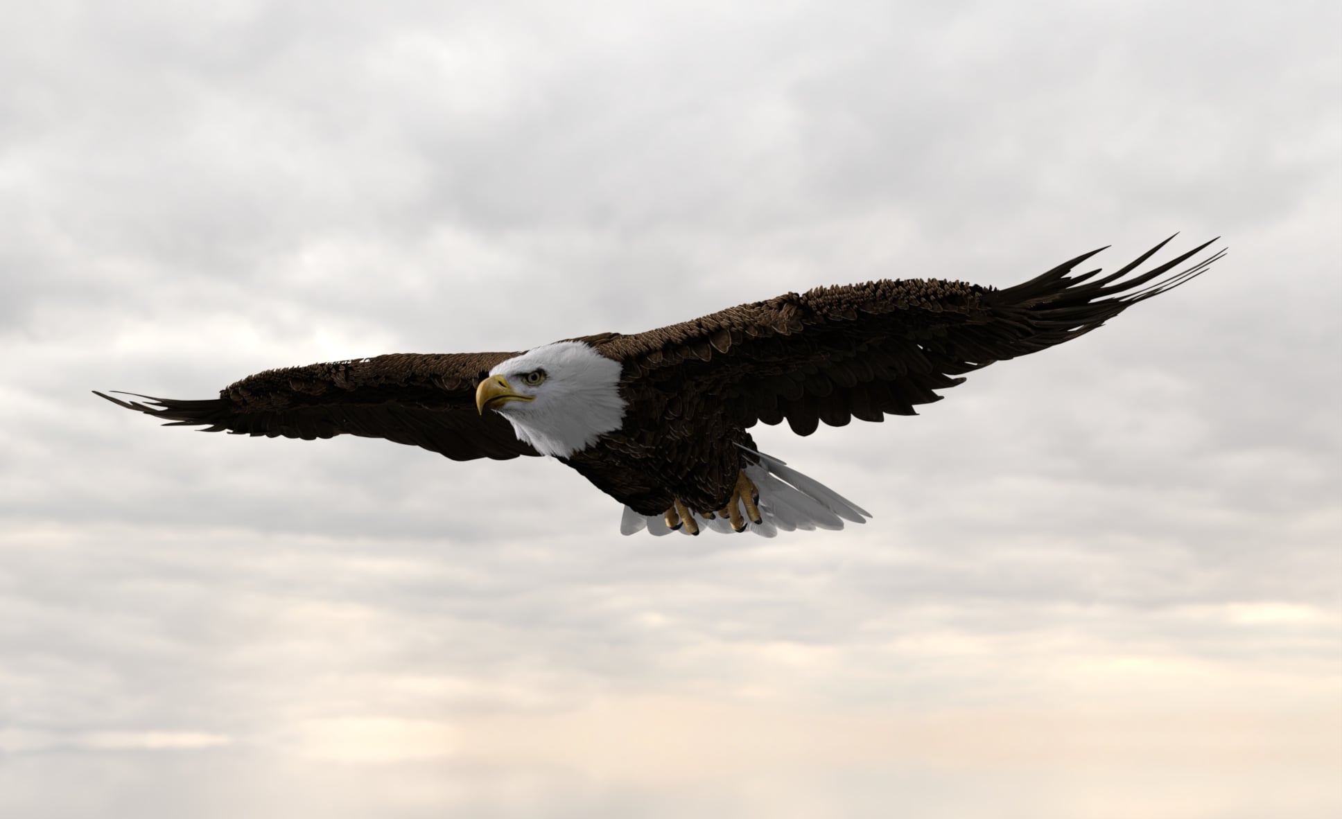 Bald Eagle by AM | Daz 3D