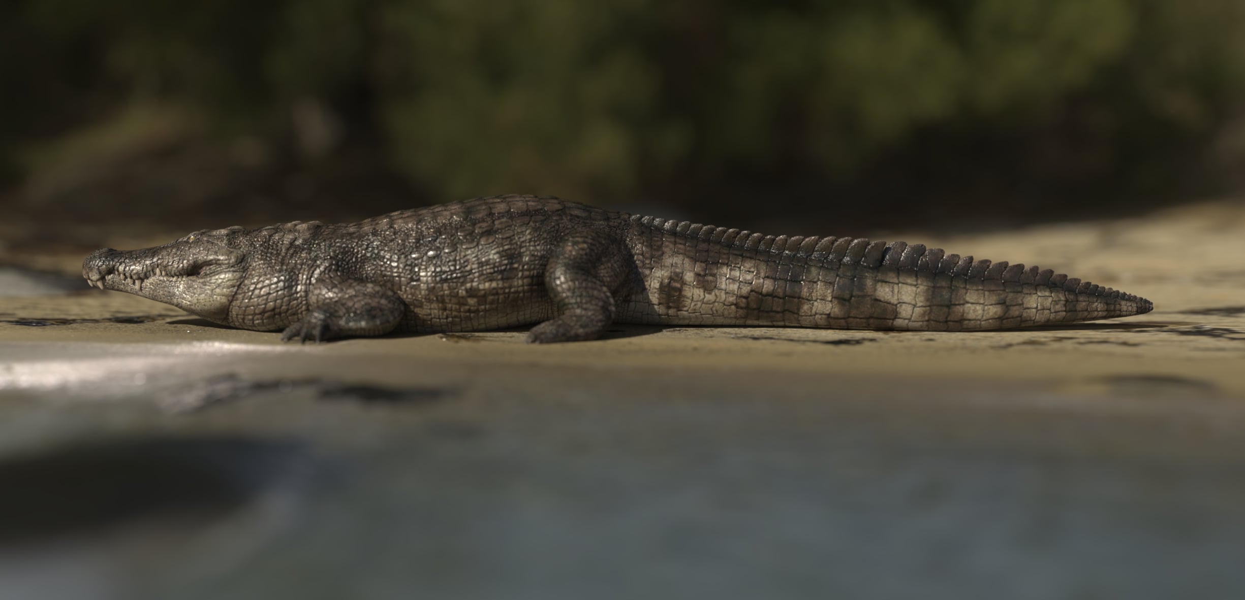 Saltwater Crocodile by AM | Daz 3D