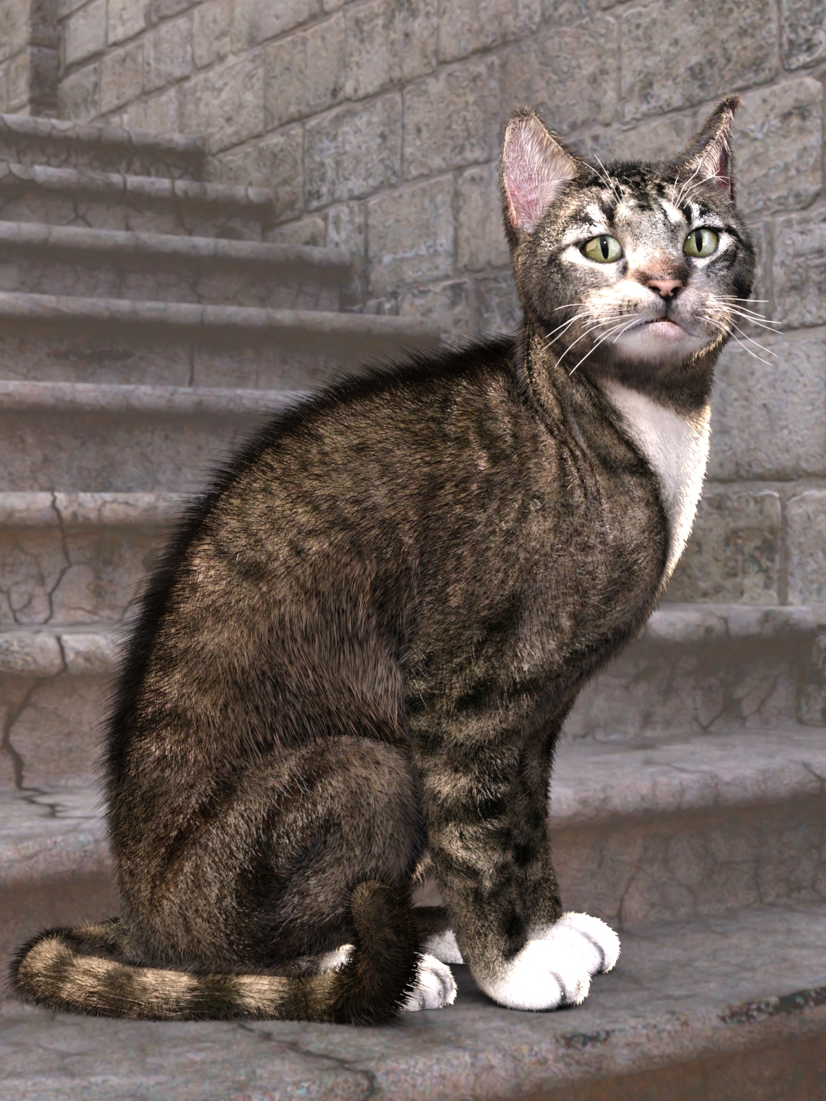 T3d Meow Xpress for Daz House Cat | Daz 3D