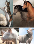 Animal Starter Bundle | Daz 3D
