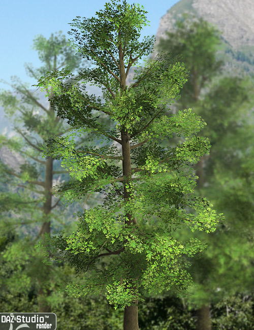 Forest Tree Large European Ash | Daz 3D