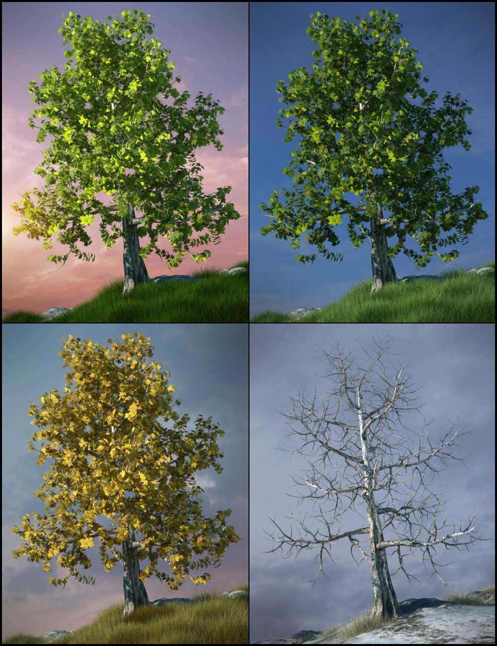 Maple Tree Pack 1 | Daz 3D