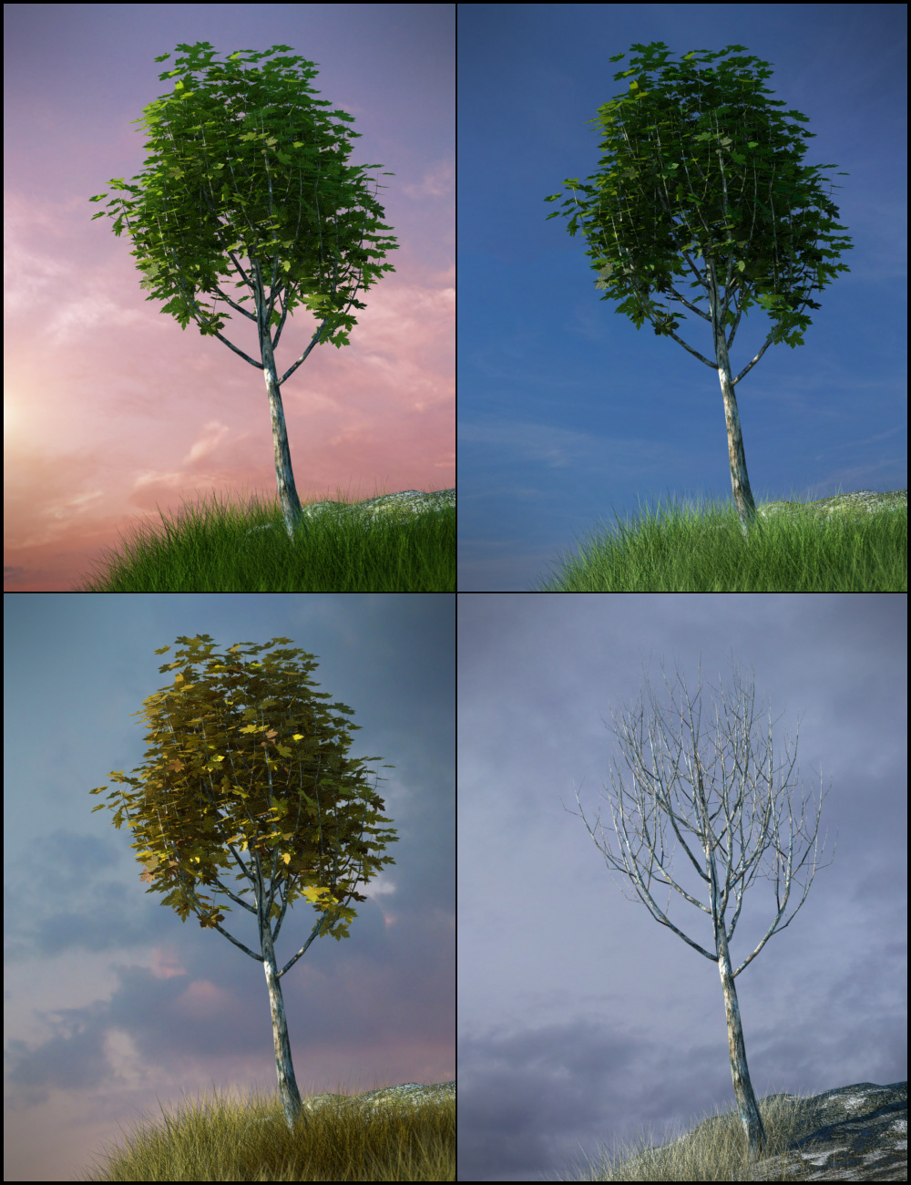 Maple Tree Pack 1 | Daz 3D