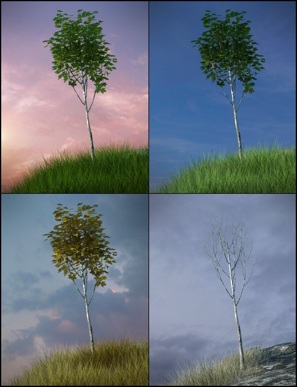 Maple Tree Pack 1 | Daz 3D