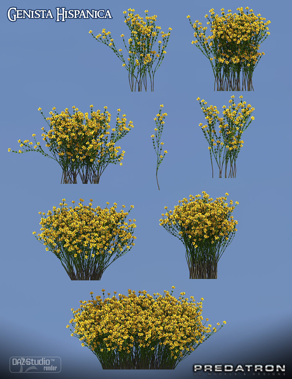 Predatron Genista Hispanica | Daz 3D